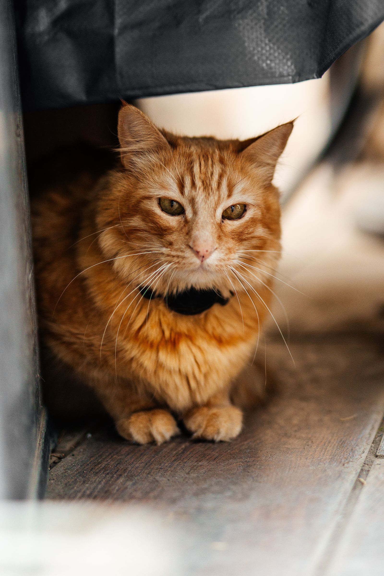 Fat Ginger Cat Photos, Download The BEST Free Fat Ginger Cat Stock ...