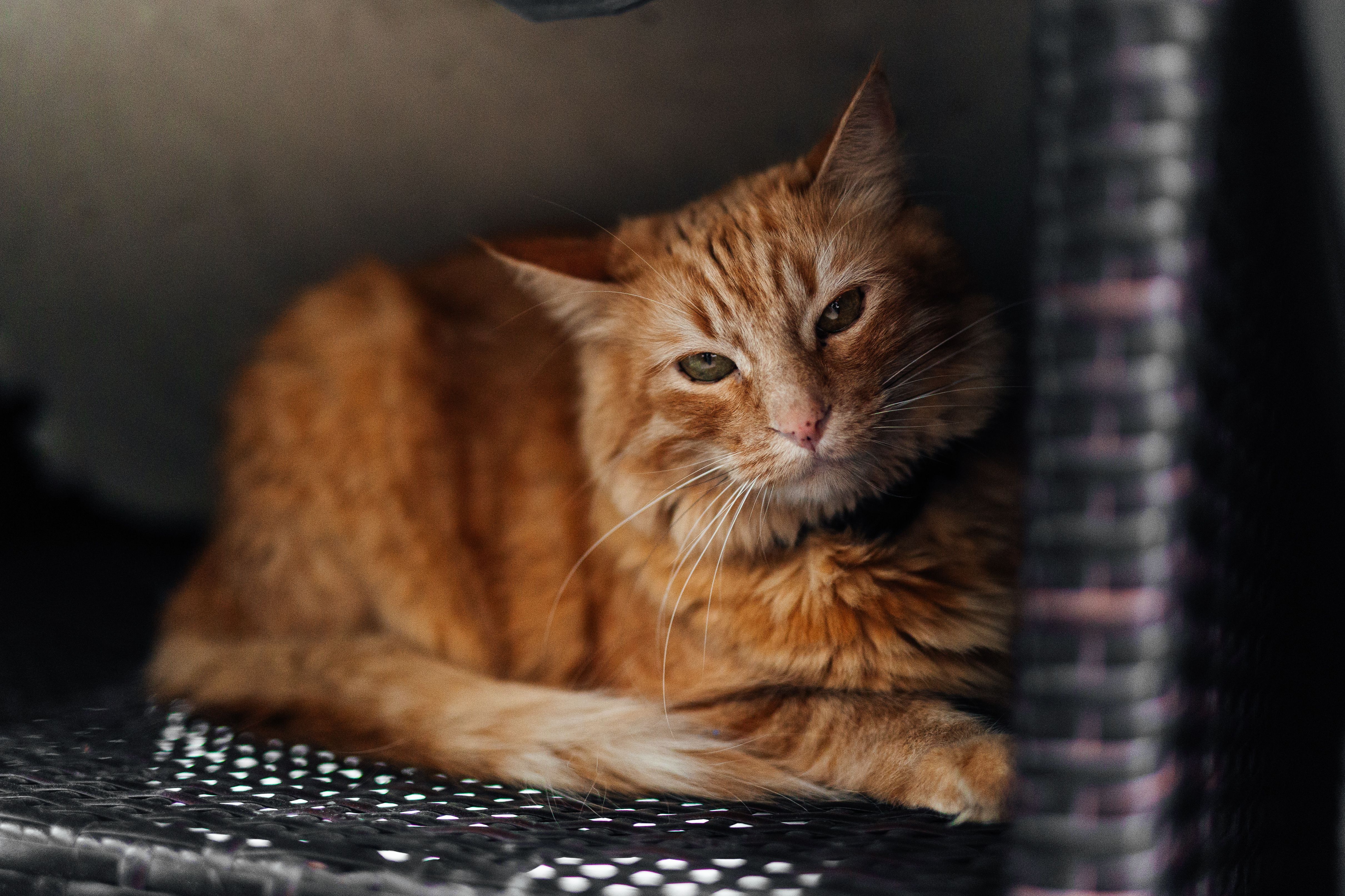 Pet Cat Images Photos, Download The BEST Free Pet Cat Images Stock ...