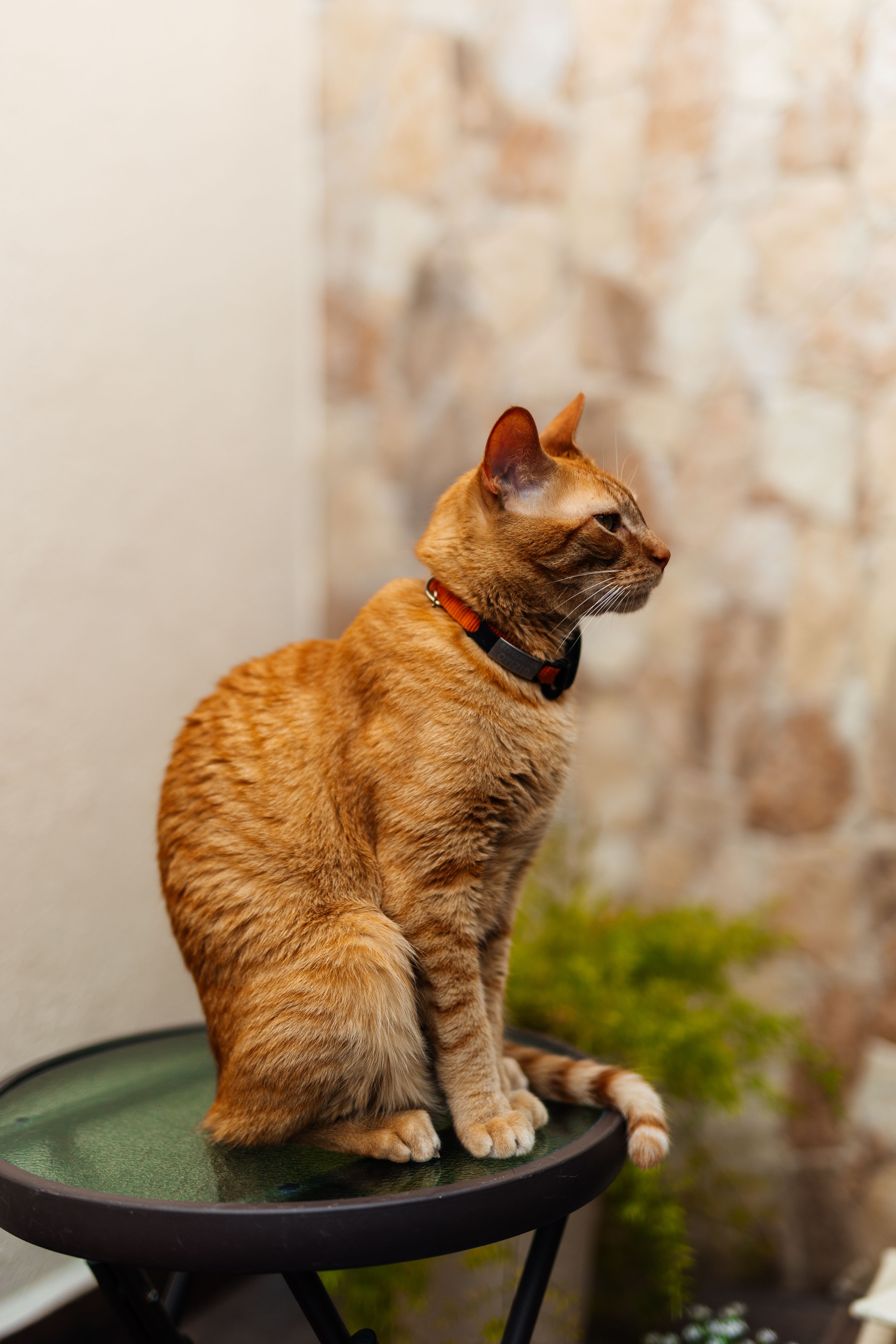 Pet Cat Images Photos, Download The BEST Free Pet Cat Images Stock ...