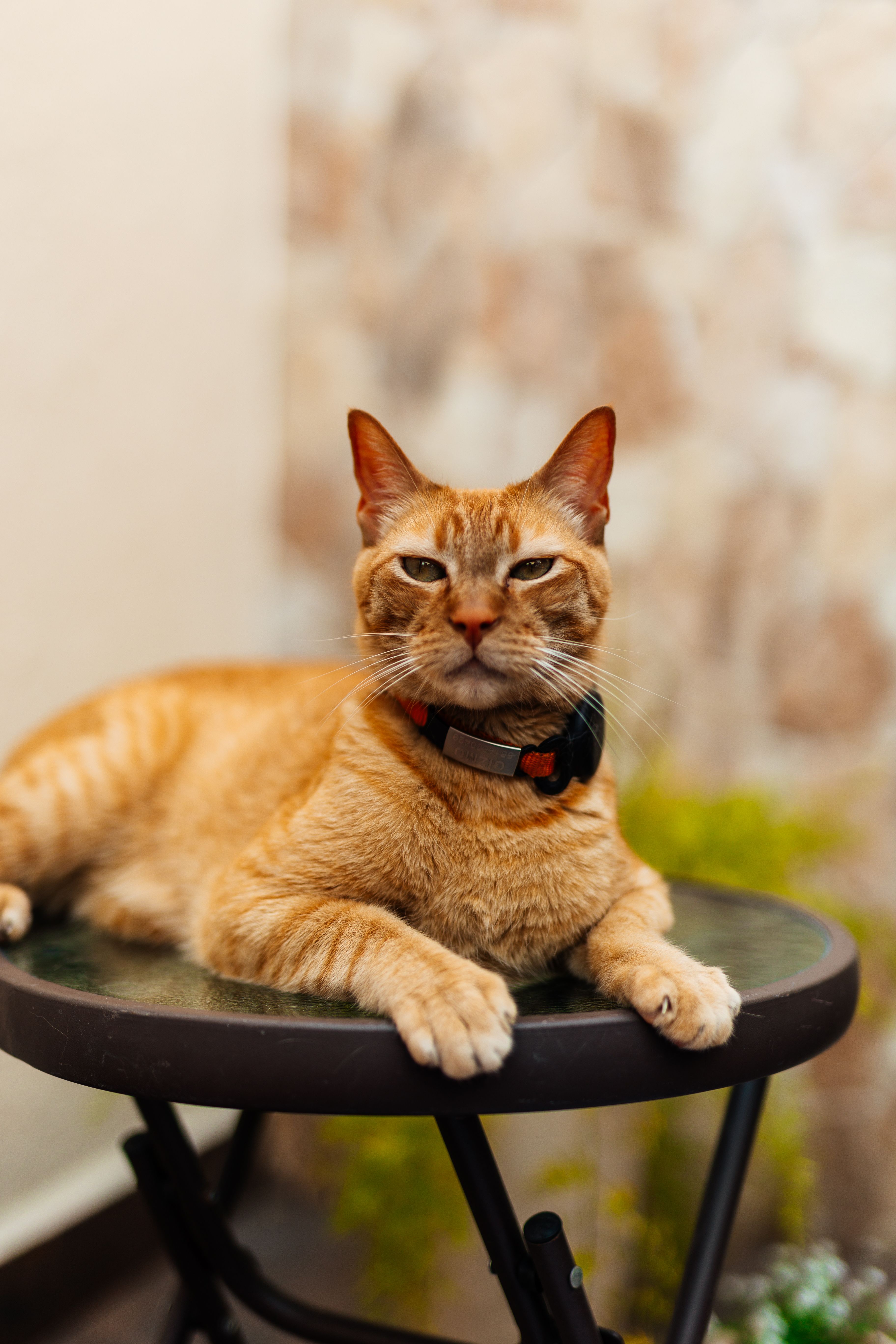 10,000+ Best Cat Photos · 100% Free Download · Pexels Stock Photos