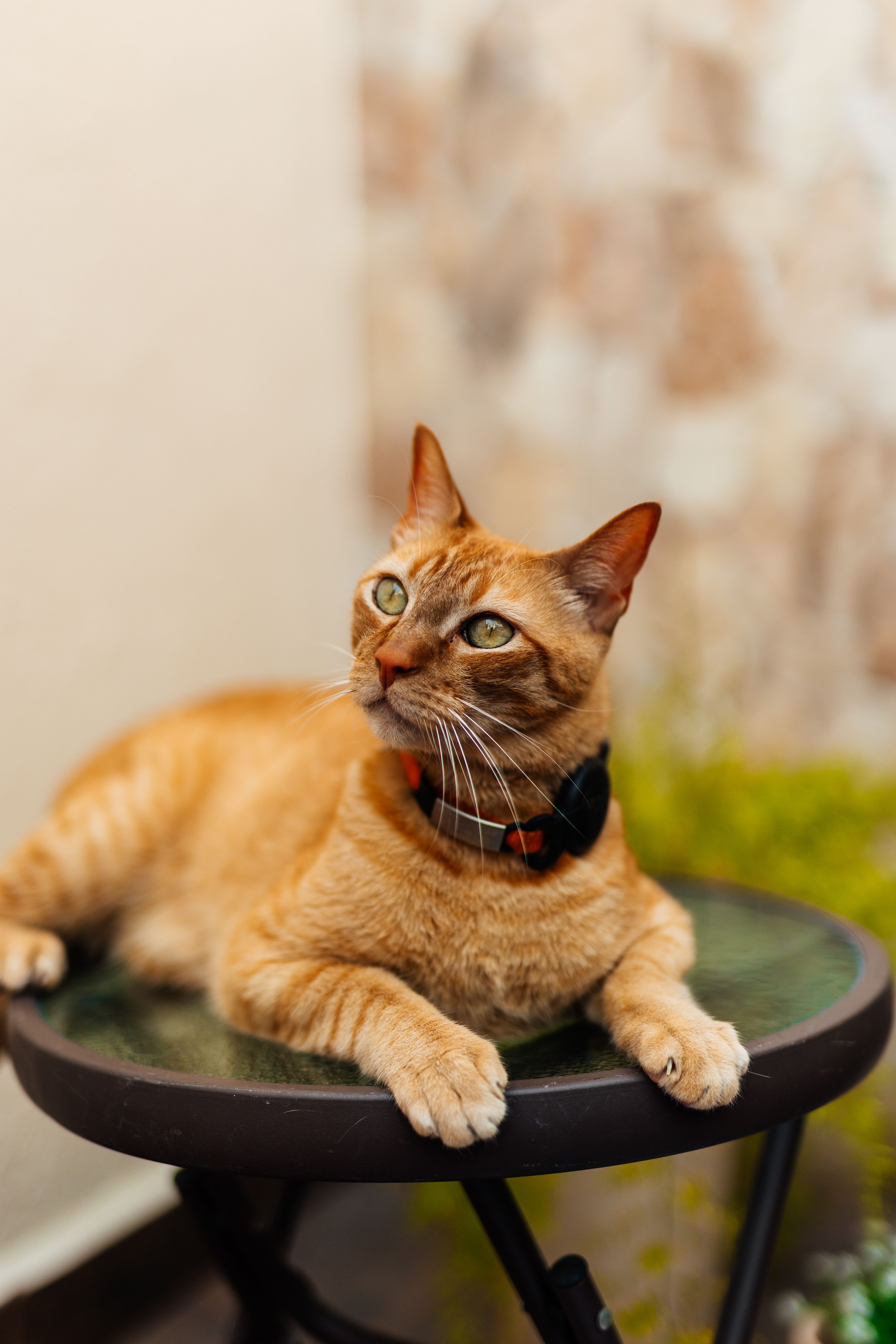 Adorable Ginger Tabby Cat Resting on Table · Free Stock Photo