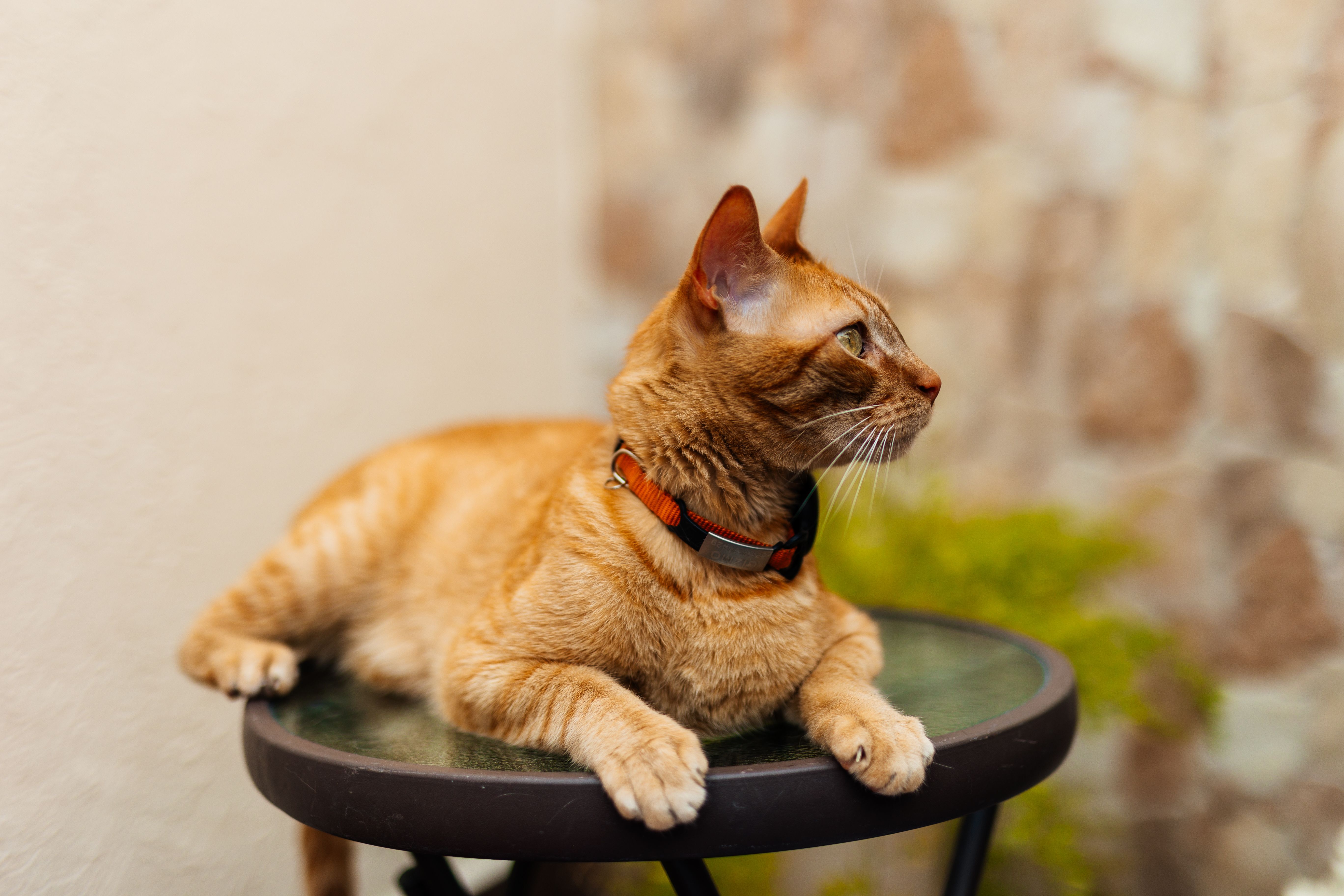 Orange Tabby Cat Resting on Glass Table Outdoors · Free Stock Photo