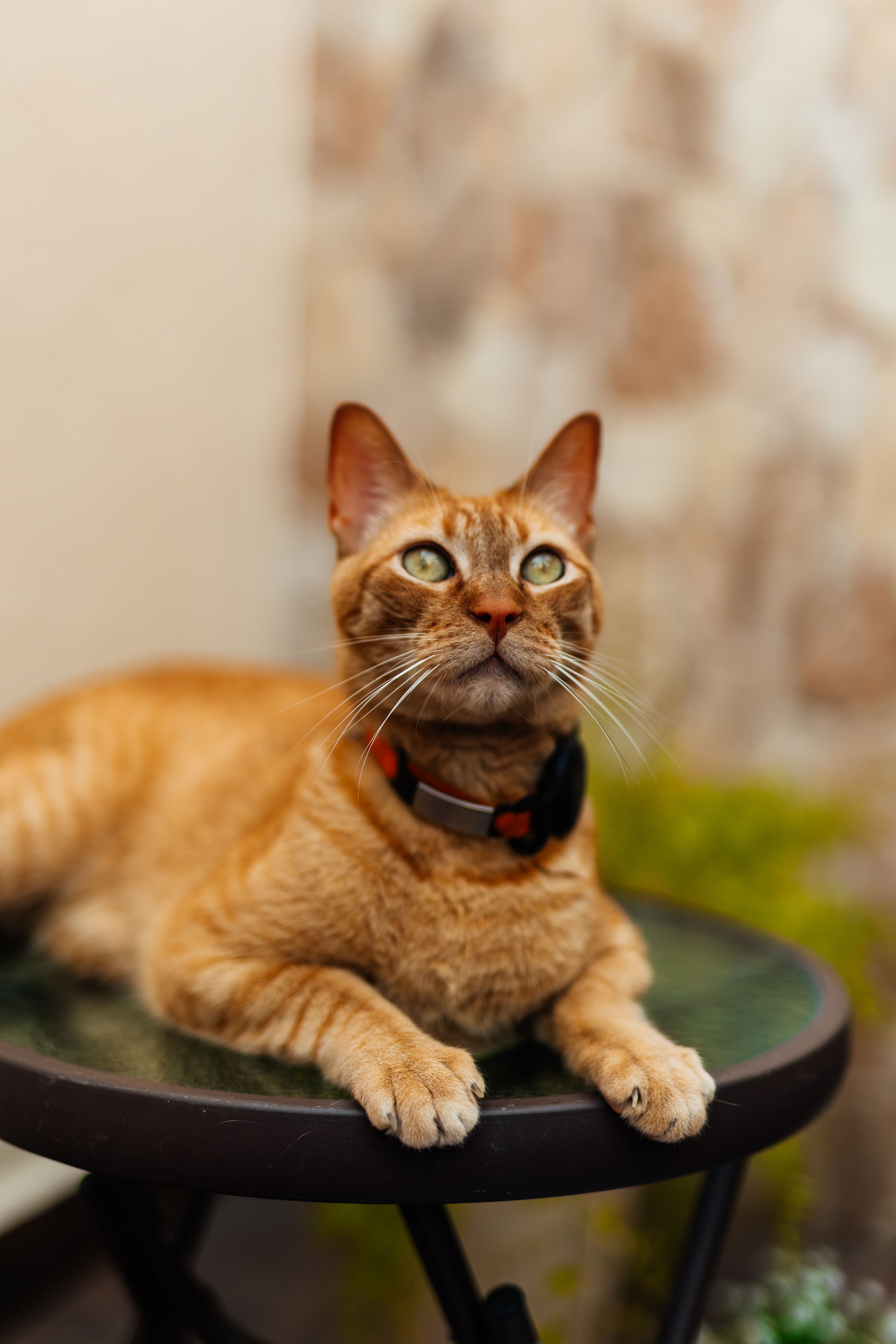 Cat Reaction Photos, Download The BEST Free Cat Reaction Stock Photos ...