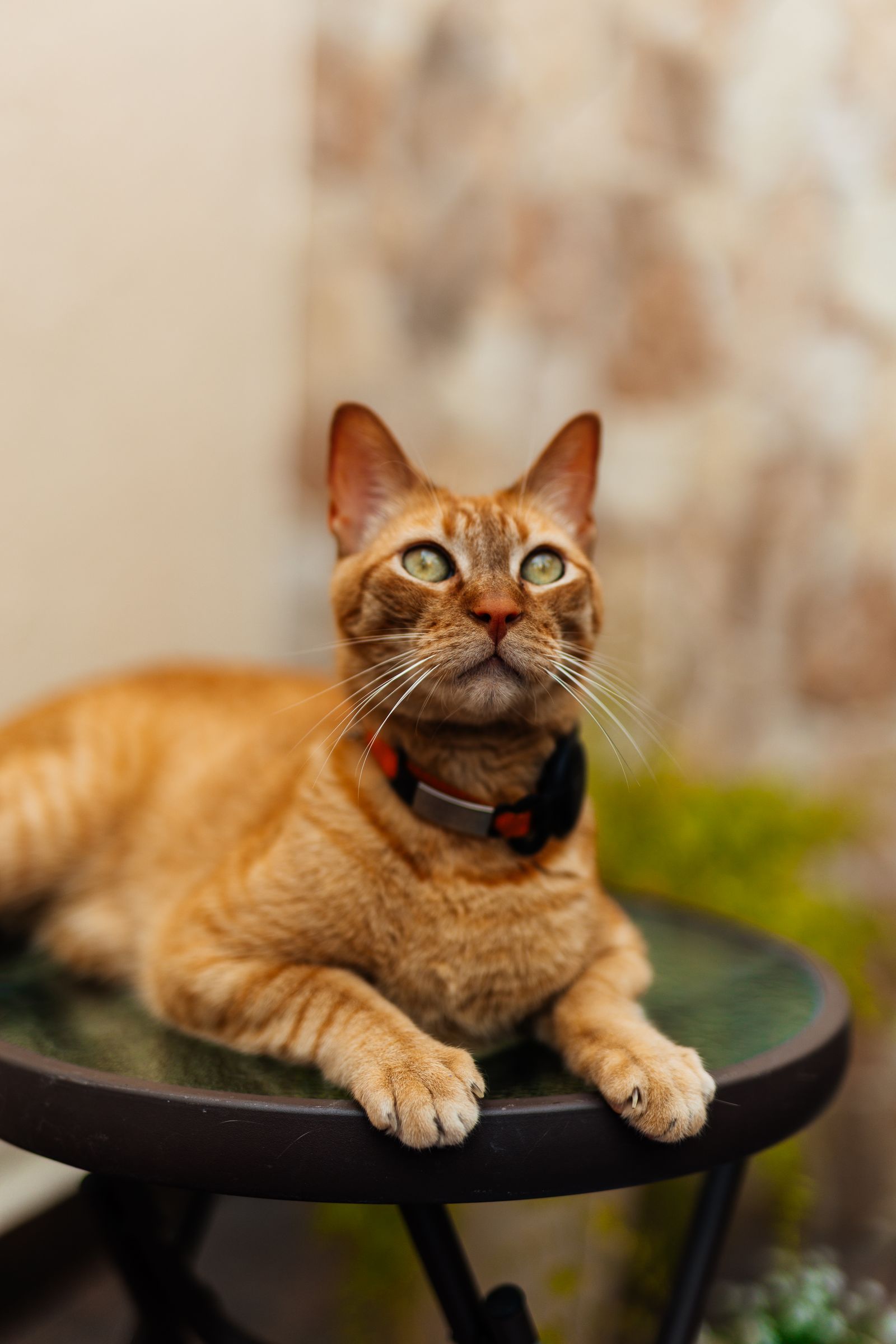 Fat Ginger Cat Photos, Download The BEST Free Fat Ginger Cat Stock ...