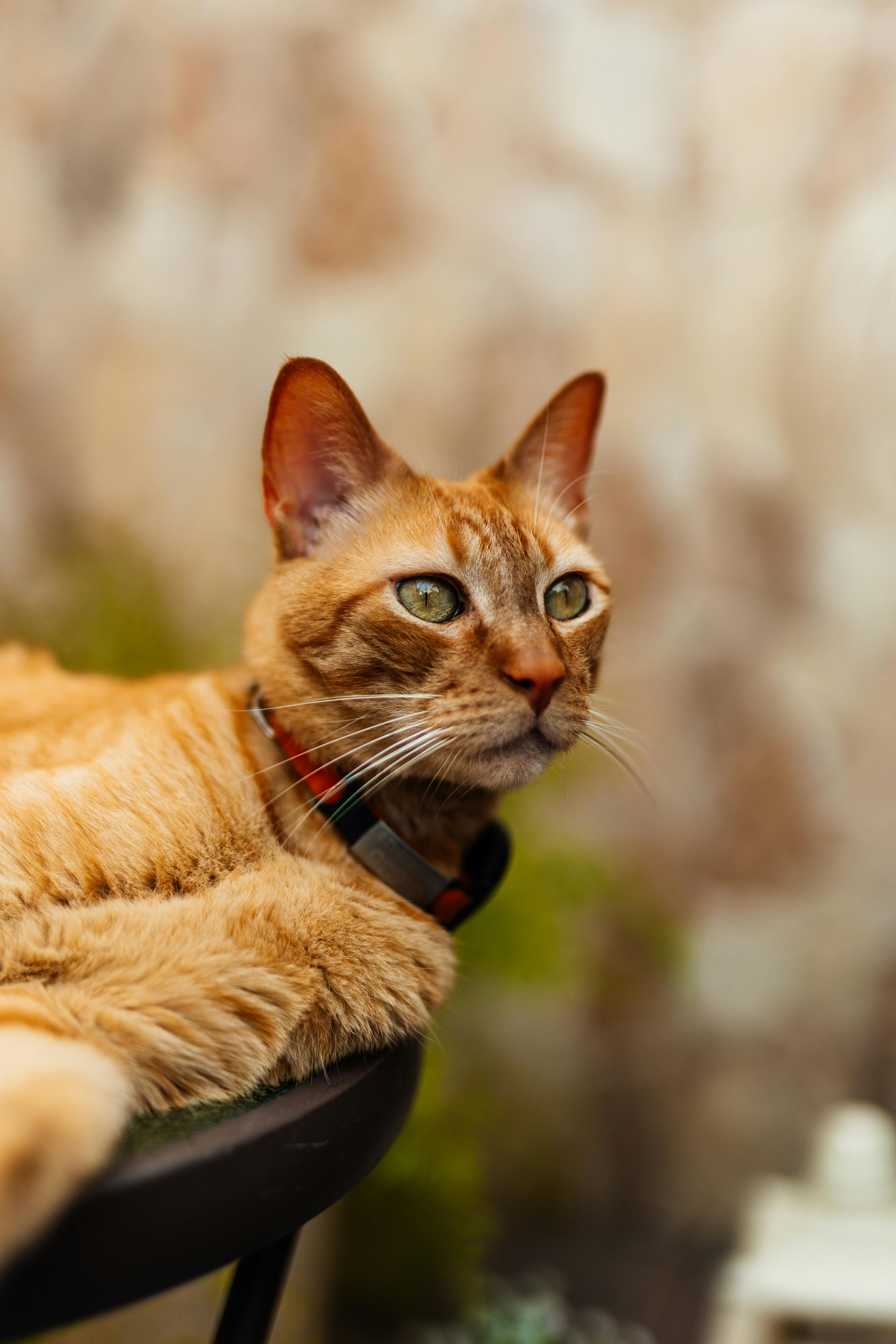 Cat On Whole Photos, Download The BEST Free Cat On Whole Stock Photos ...