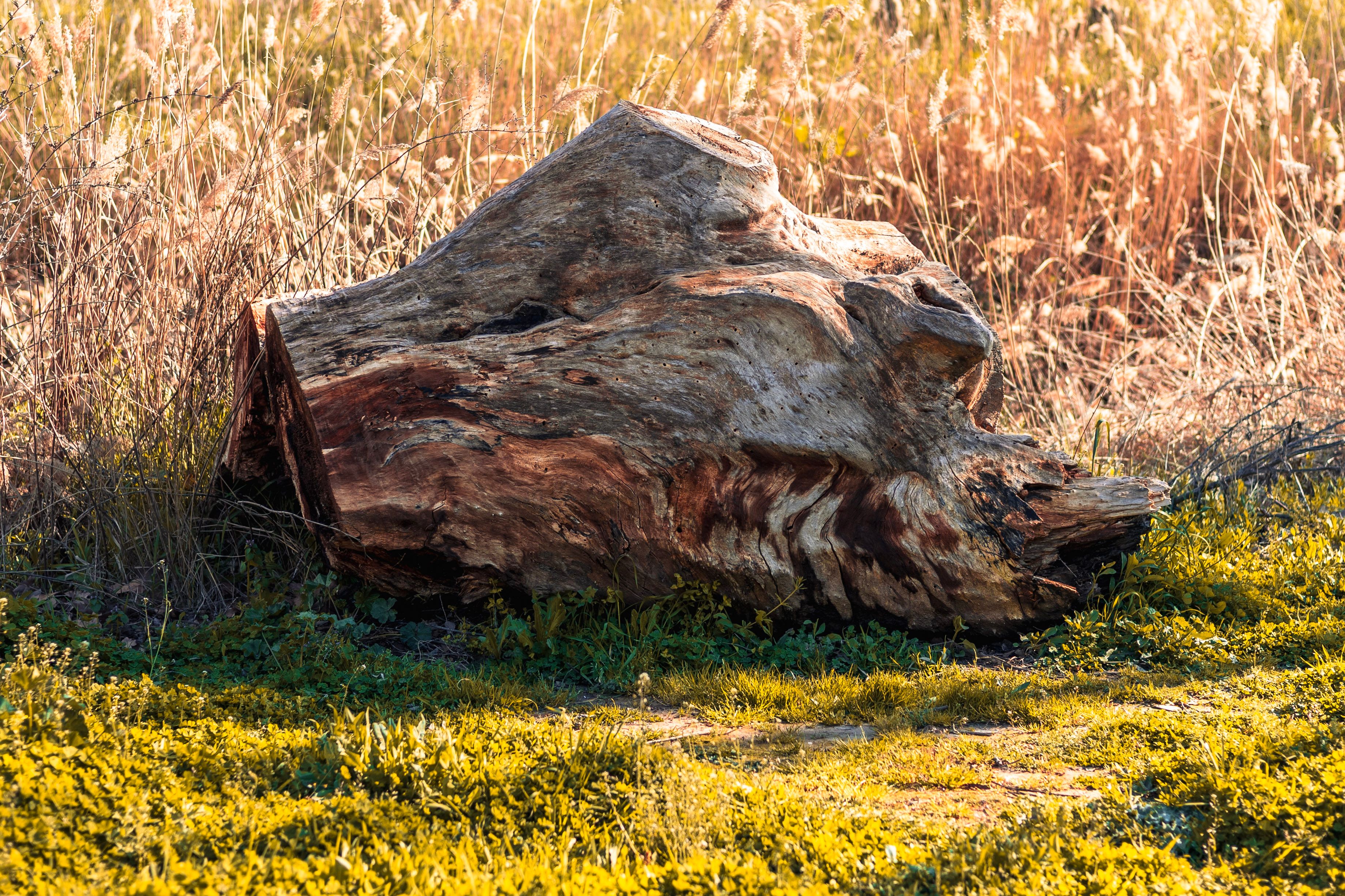 Rustic Tree Stump in Sunlit Meadow · Free Stock Photo