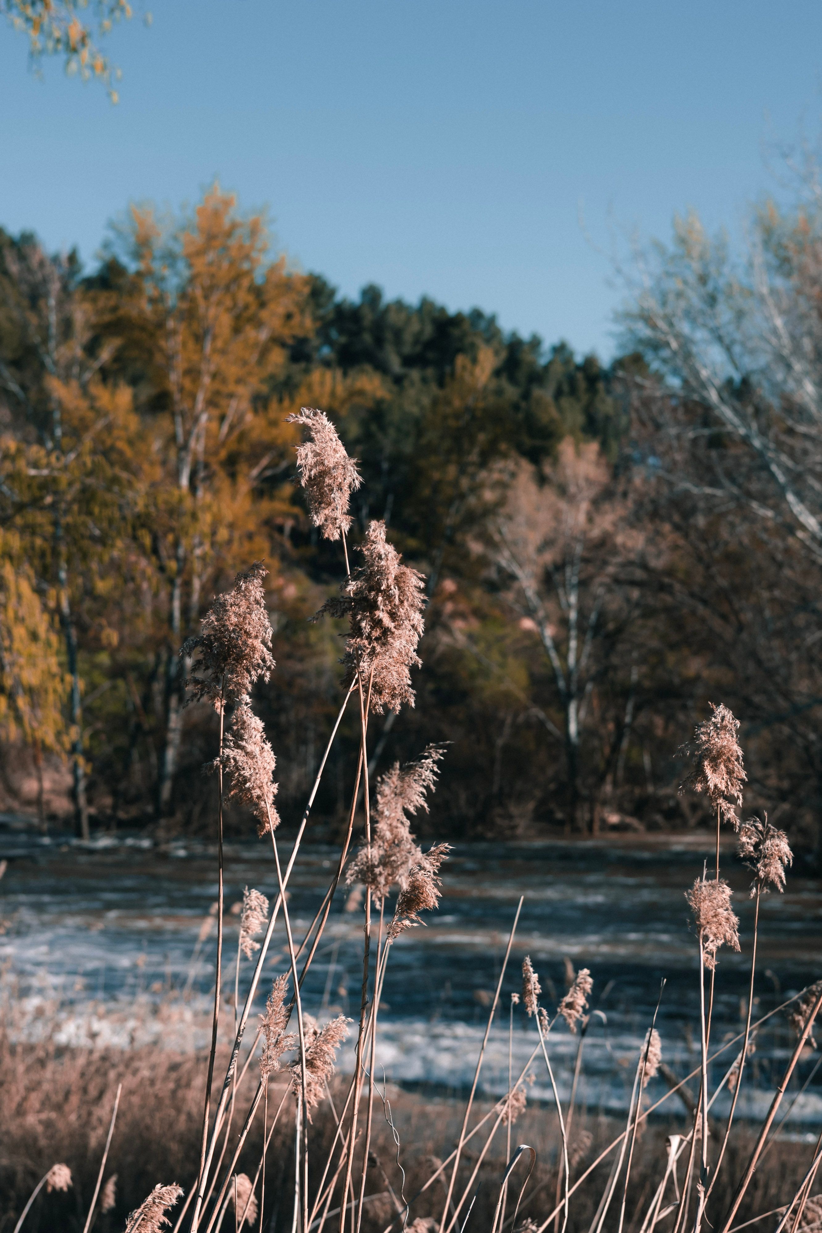 Autumn Landscape with River and Plants · Free Stock Photo