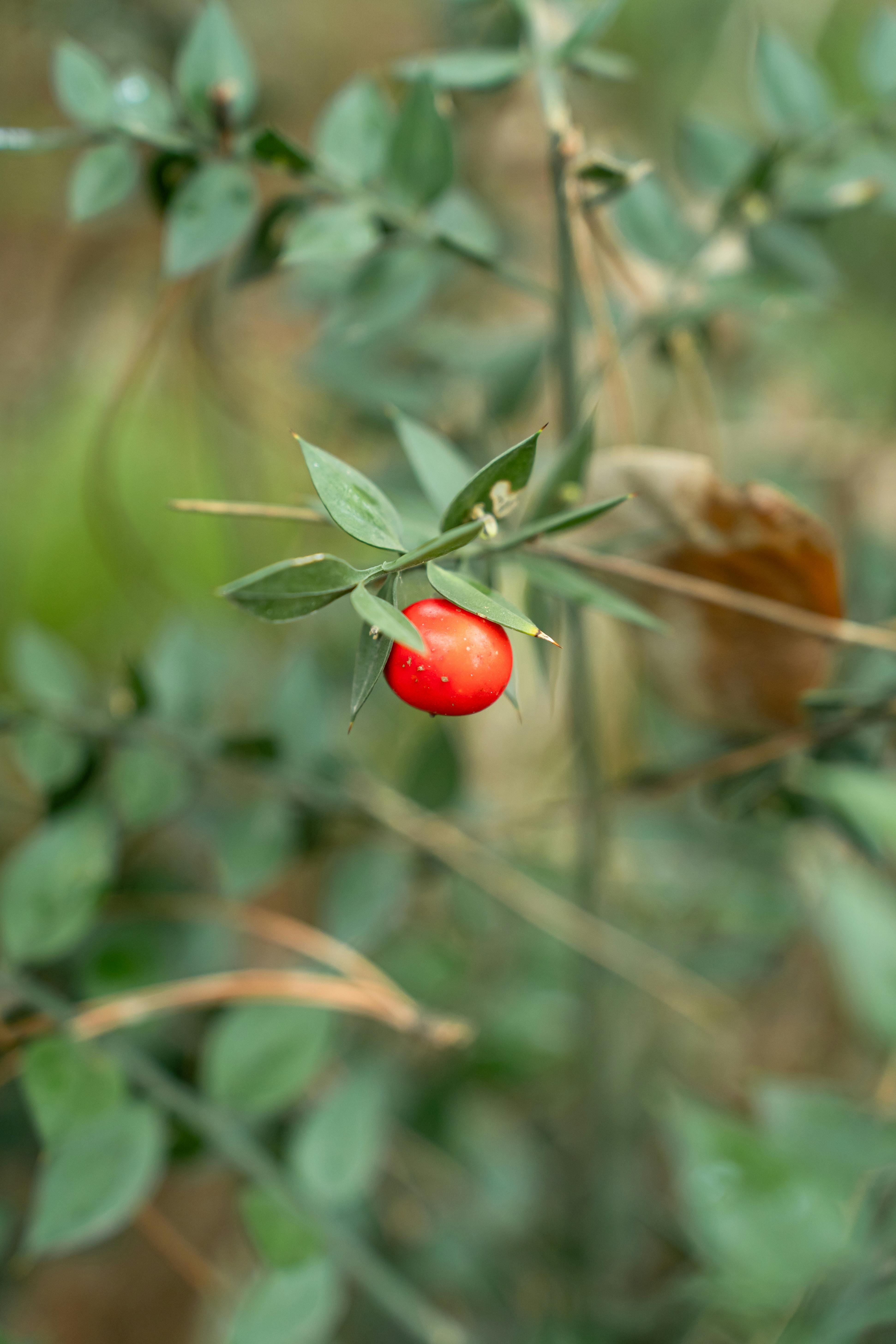 Red Berry on Green Plant in Natural Setting · Free Stock Photo