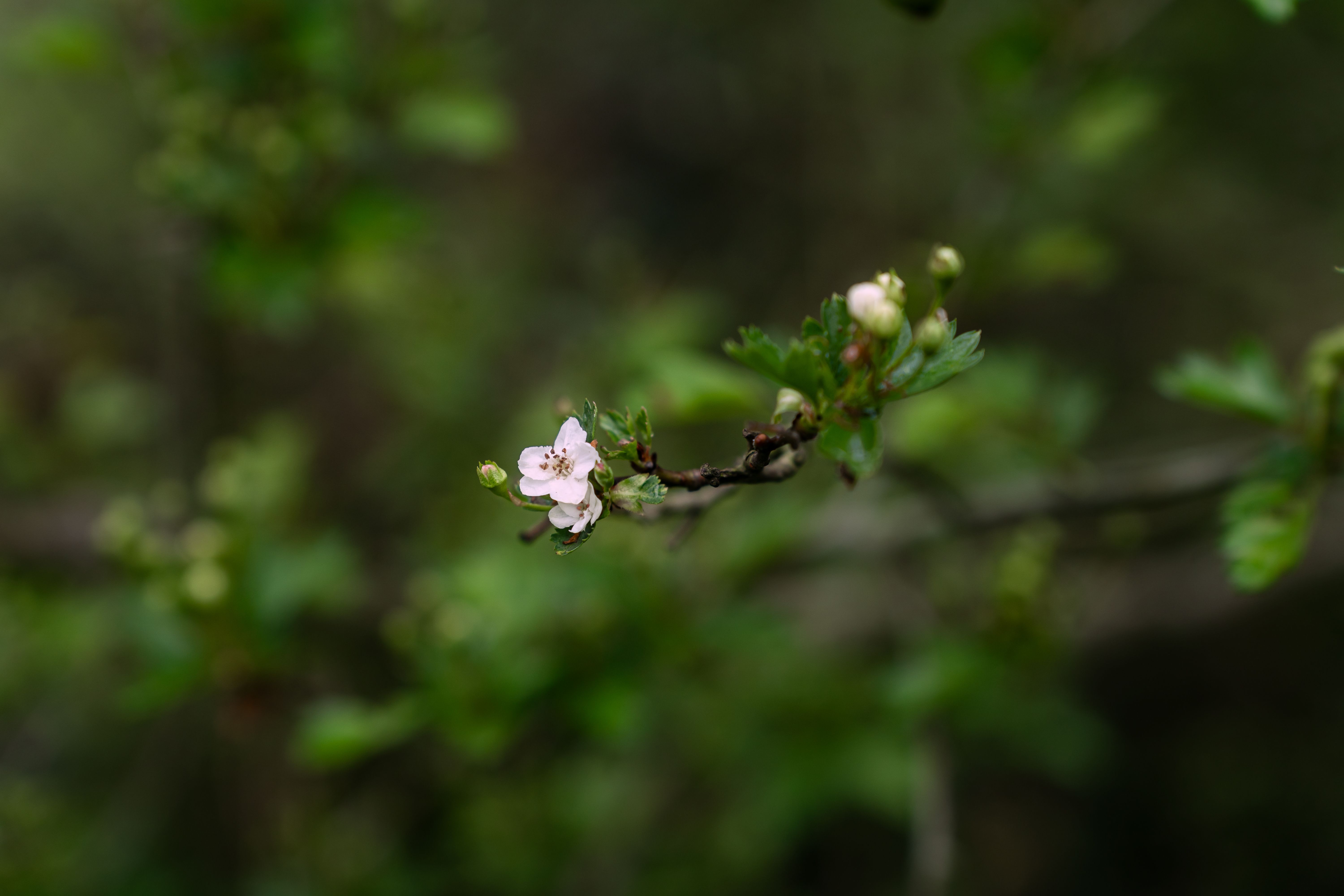 Close-up of a Blossoming Hawthorn Twig in Spring · Free Stock Photo