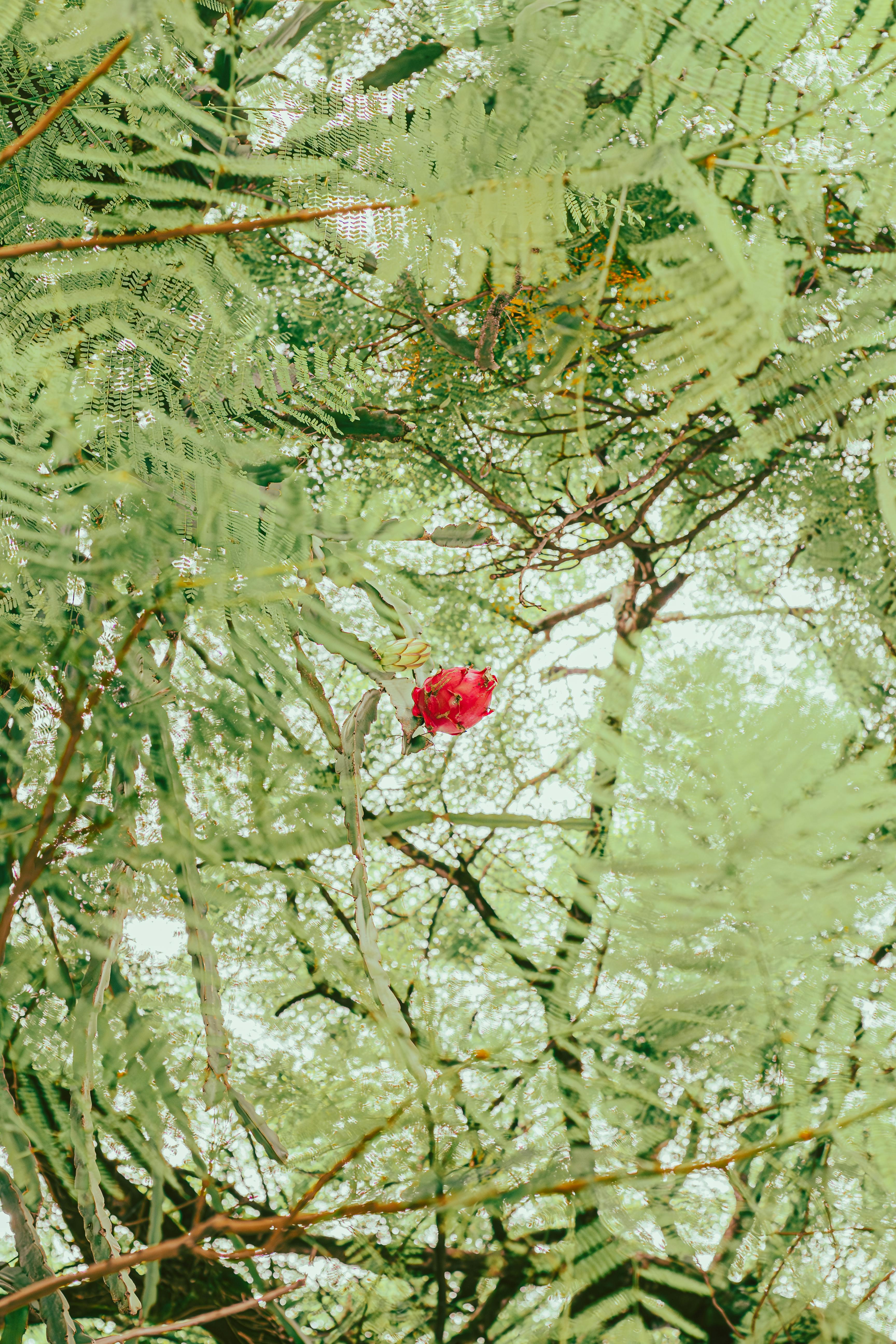 Vibrant Red Rose Among Ferns in Forest · Free Stock Photo