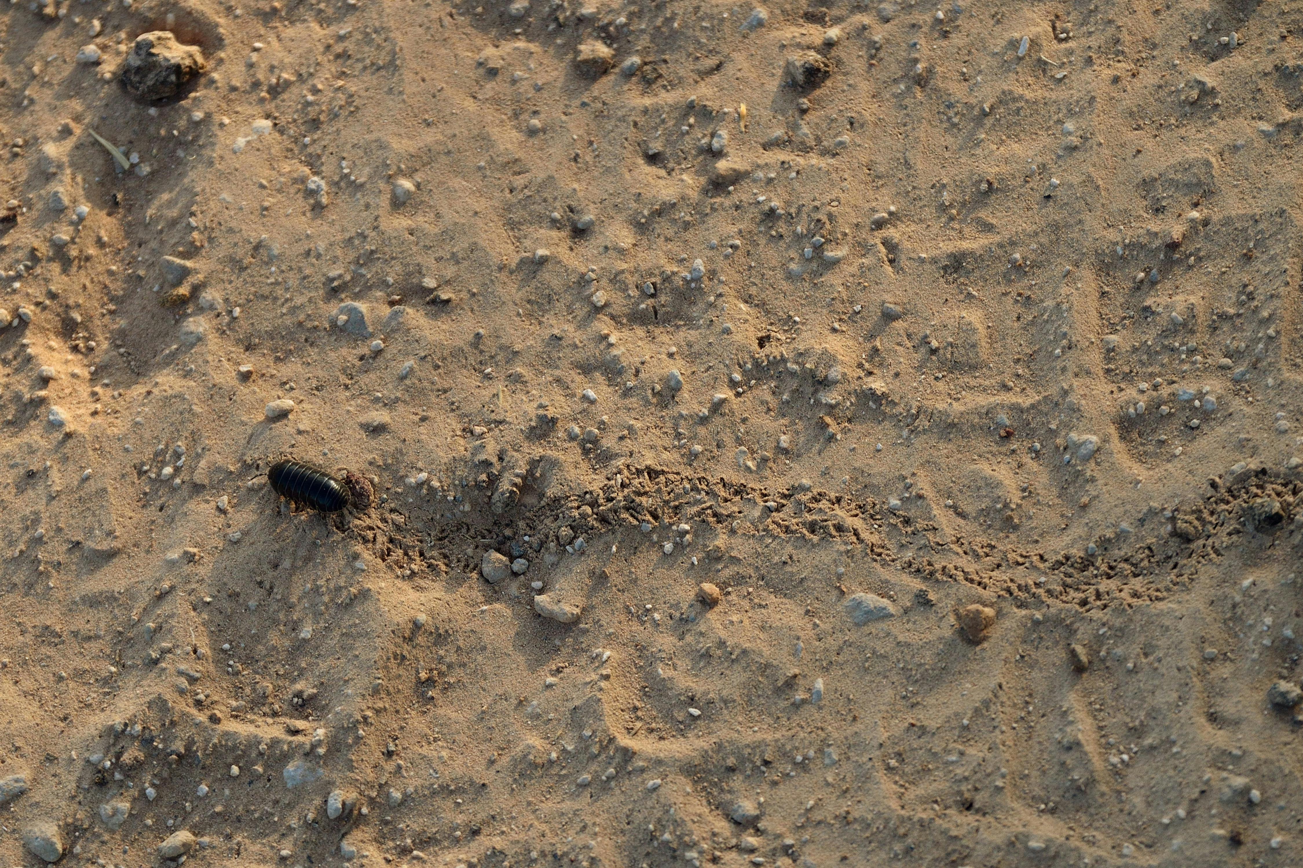 Free stock photo of bug, carpenter, cheesy bug