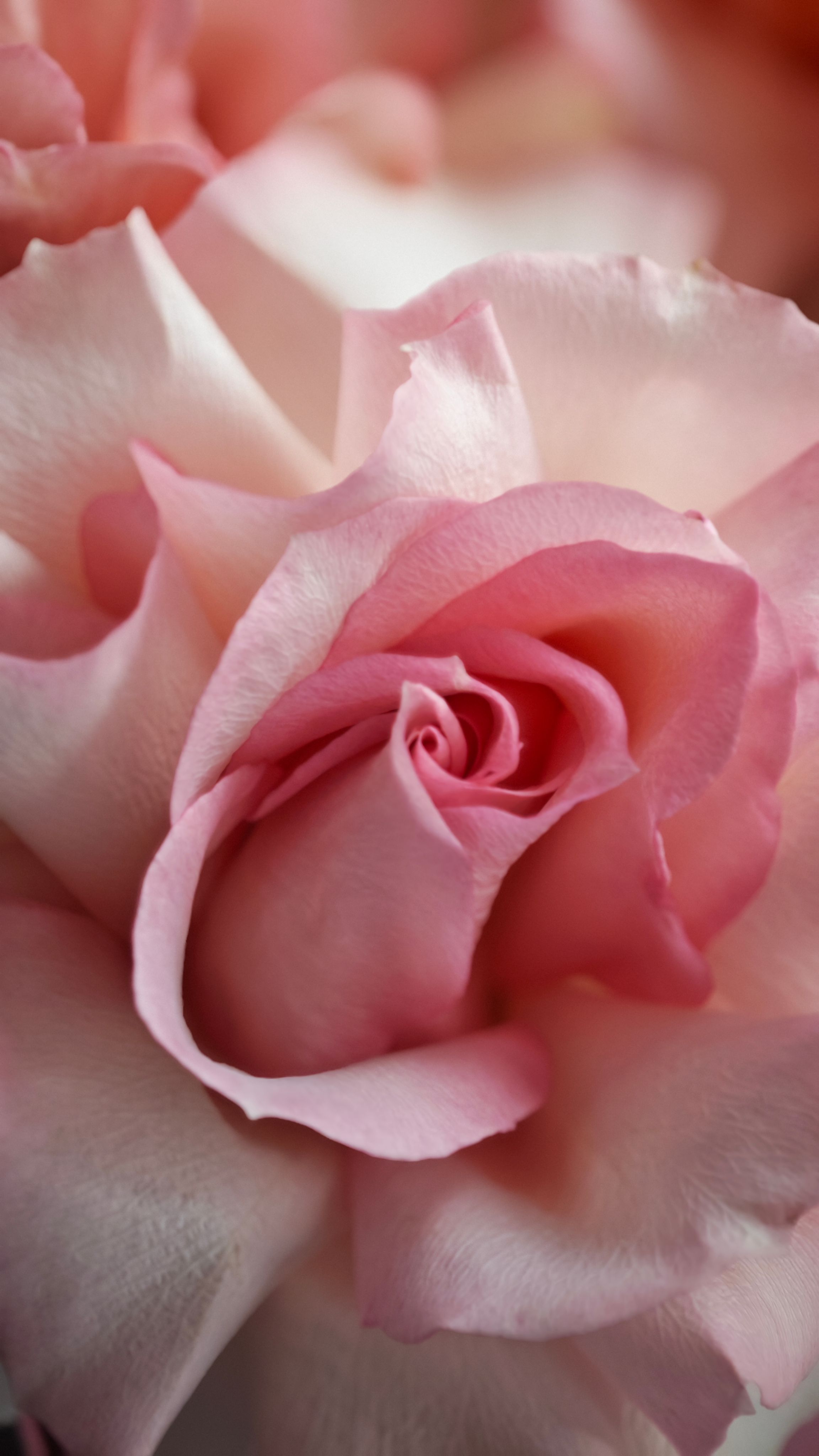 Close-up of a Delicate Pink Rose in Bloom · Free Stock Photo