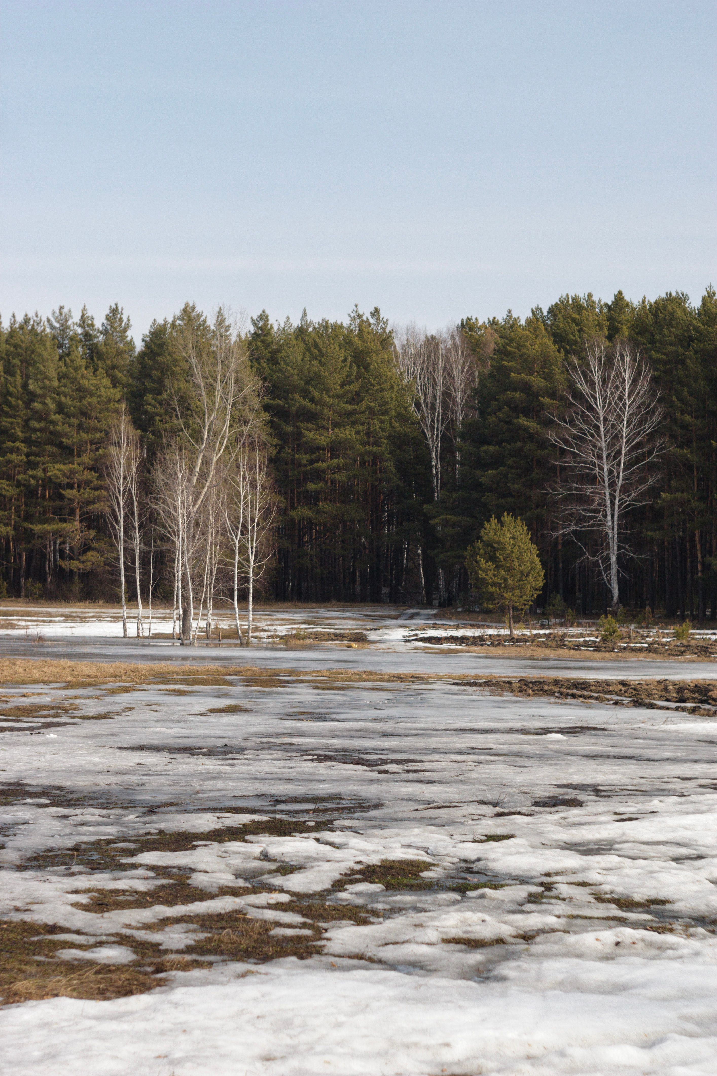 Early Spring Thaw in a Snowy Forest Landscape · Free Stock Photo