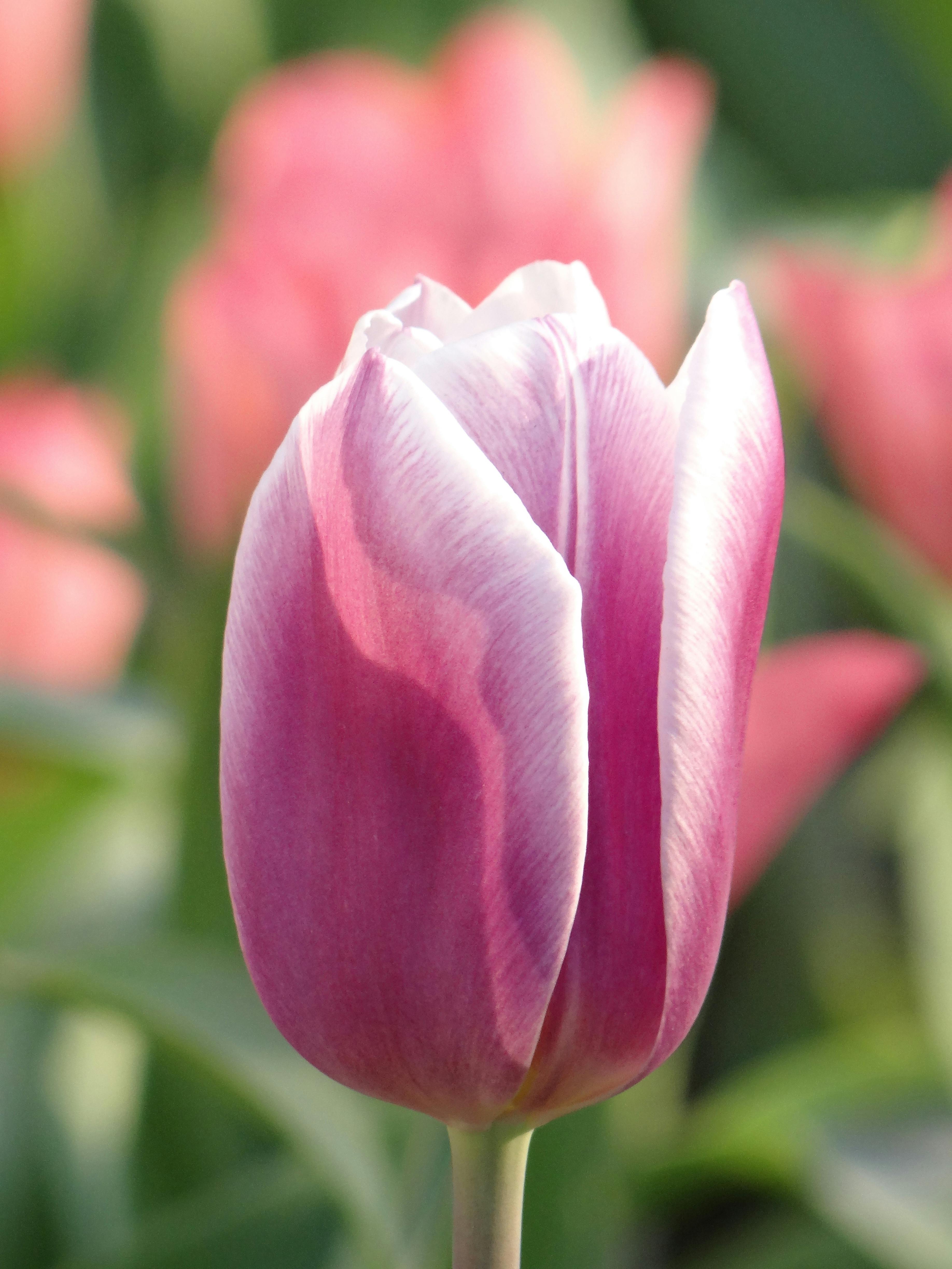 Close-up of a Beautiful Pink Tulip in Bloom · Free Stock Photo