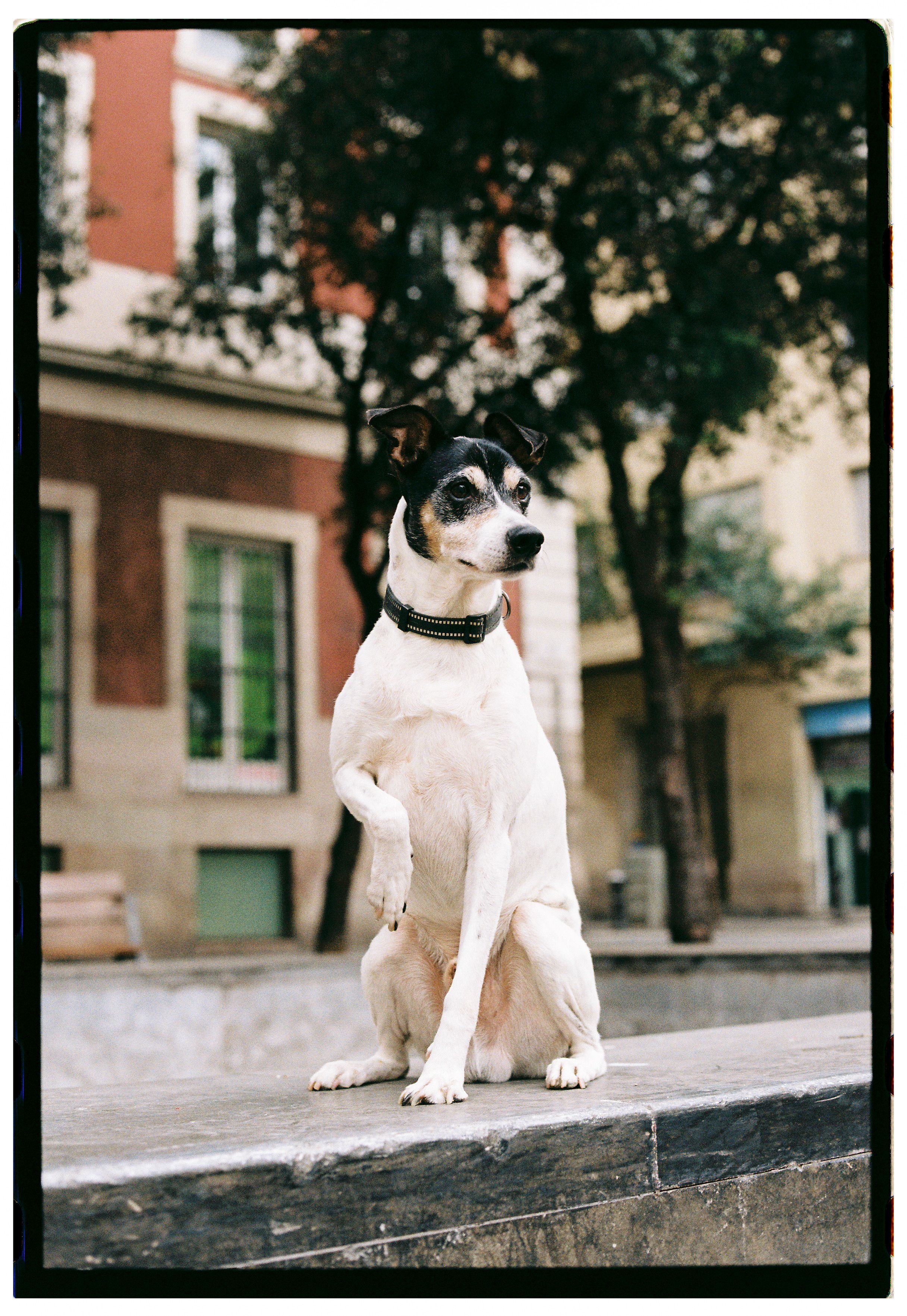 Perro De Alerta Sentado En Un Entorno Urbano · Foto de stock gratuita