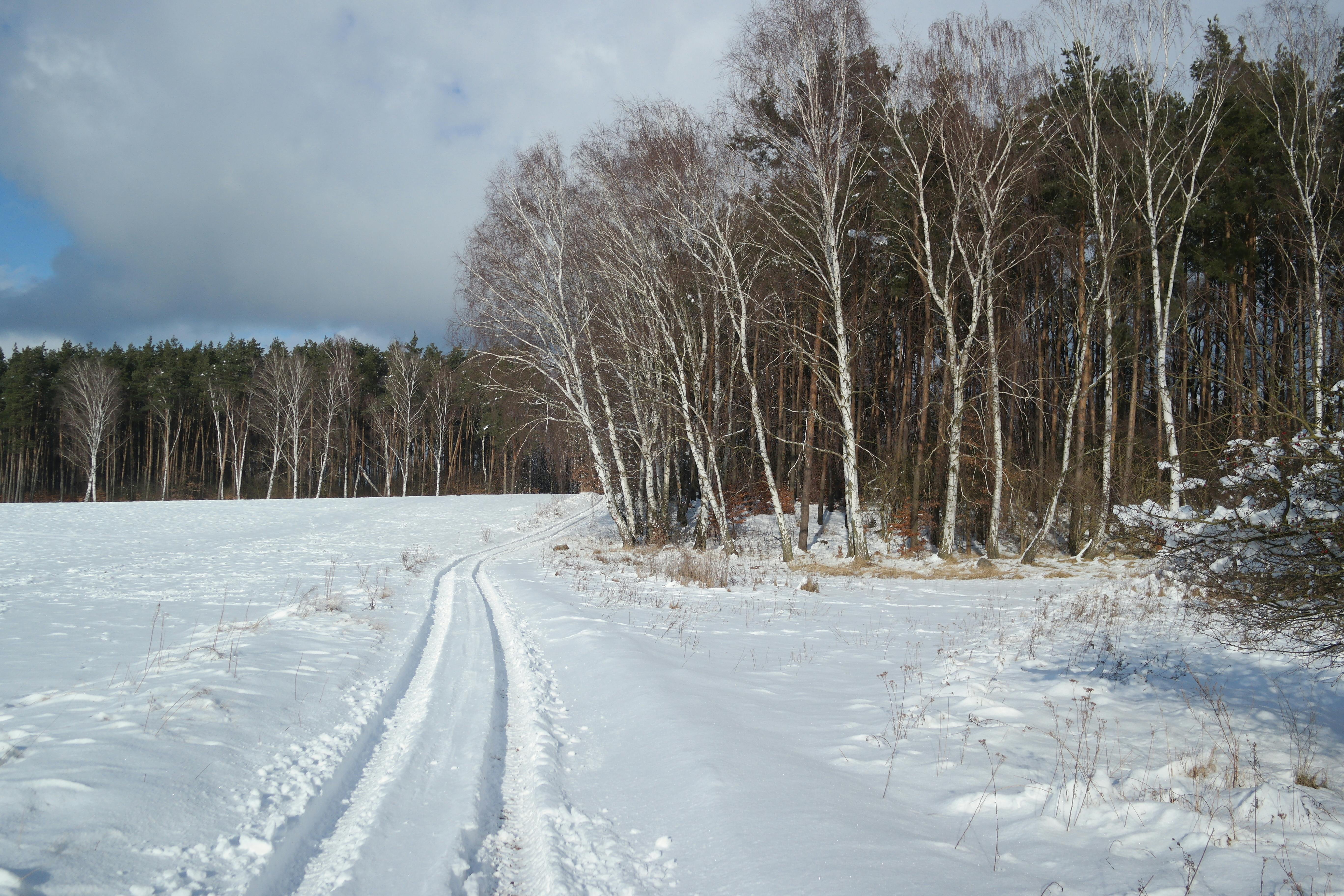 Snowy Path Through Winter Birch Forest · Free Stock Photo