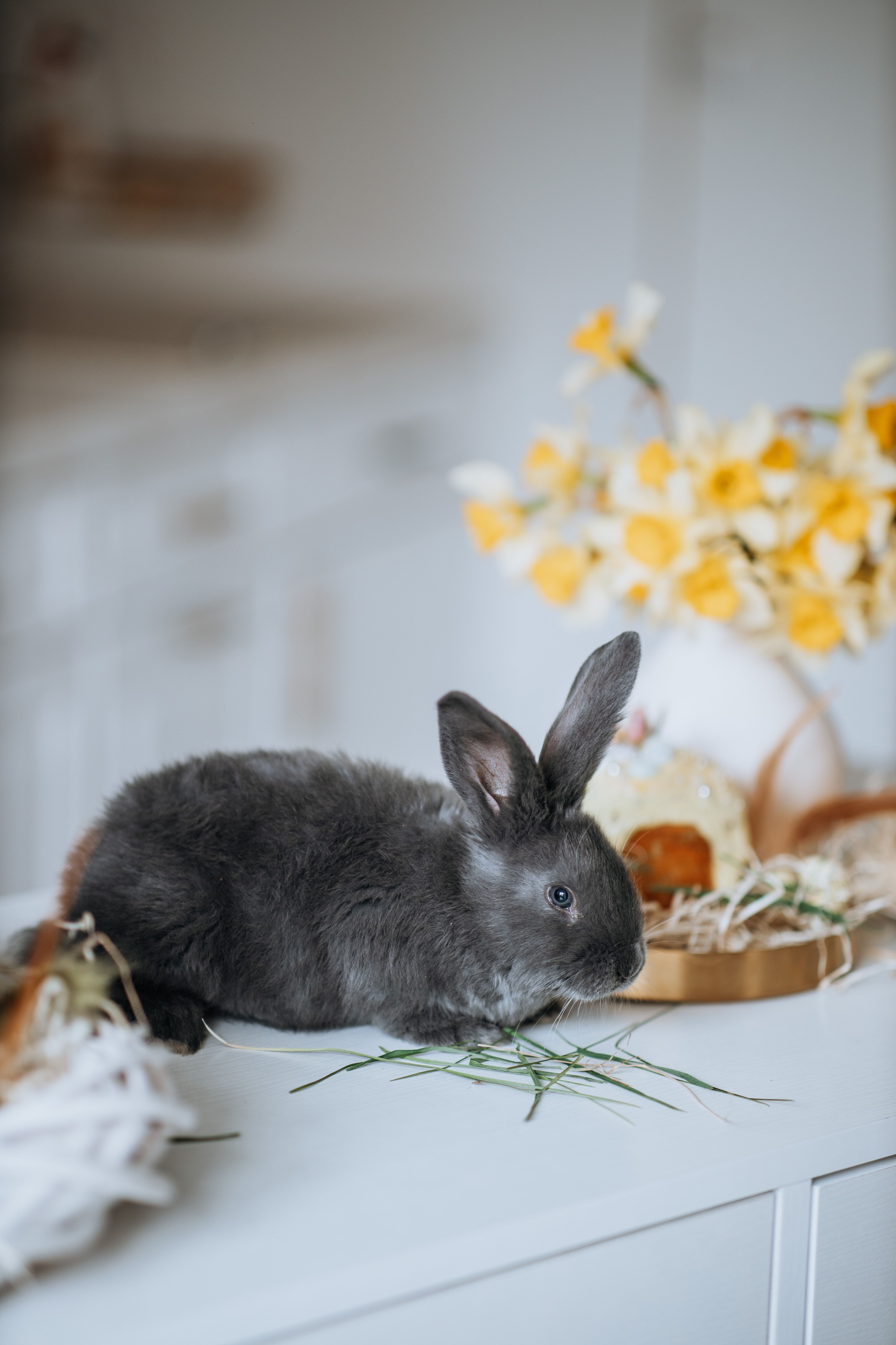 Cute Gray Rabbit with Easter Decor · Free Stock Photo
