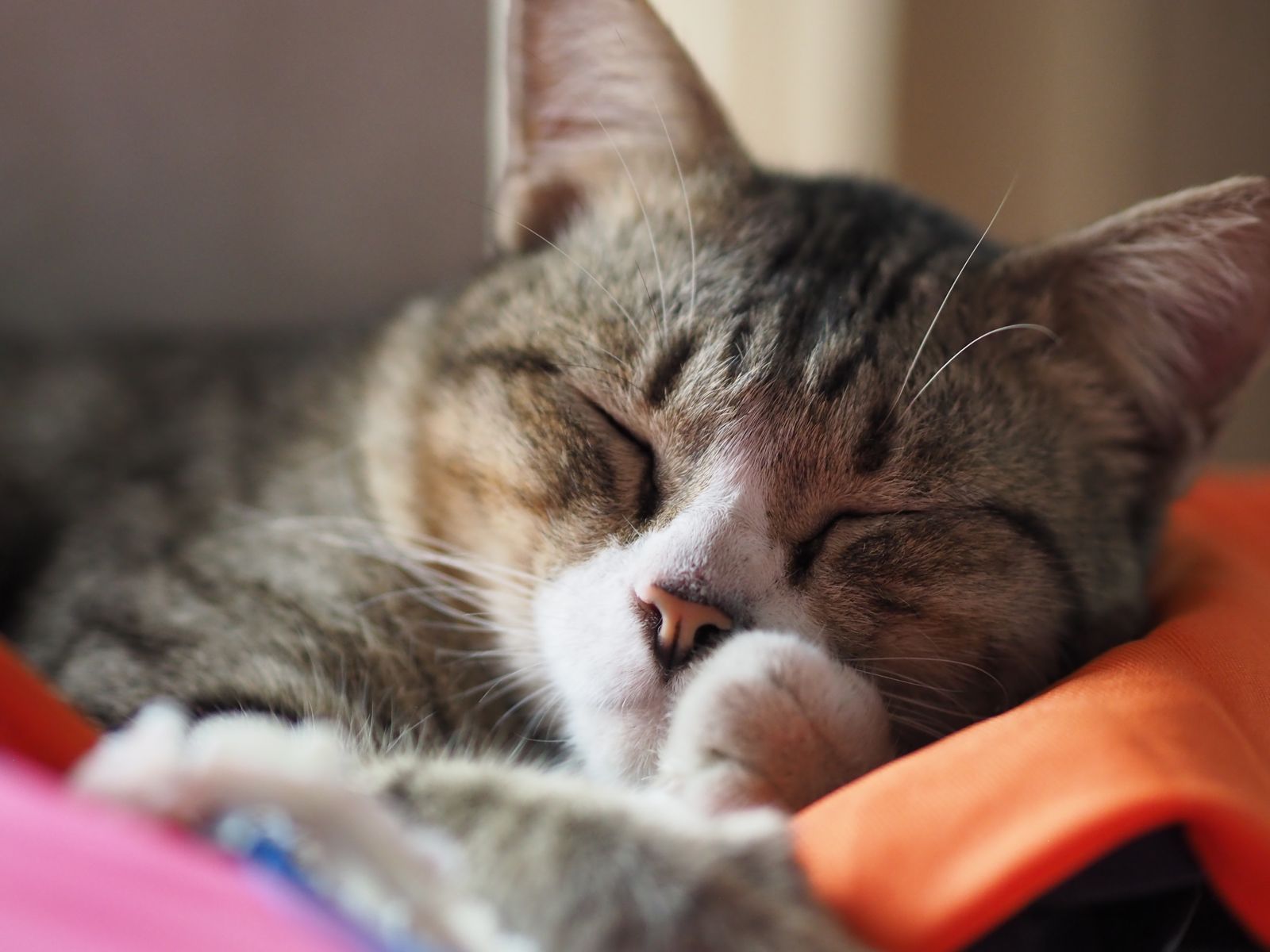 Cat Sleeping Photos, Download The BEST Free Cat Sleeping Stock Photos ...