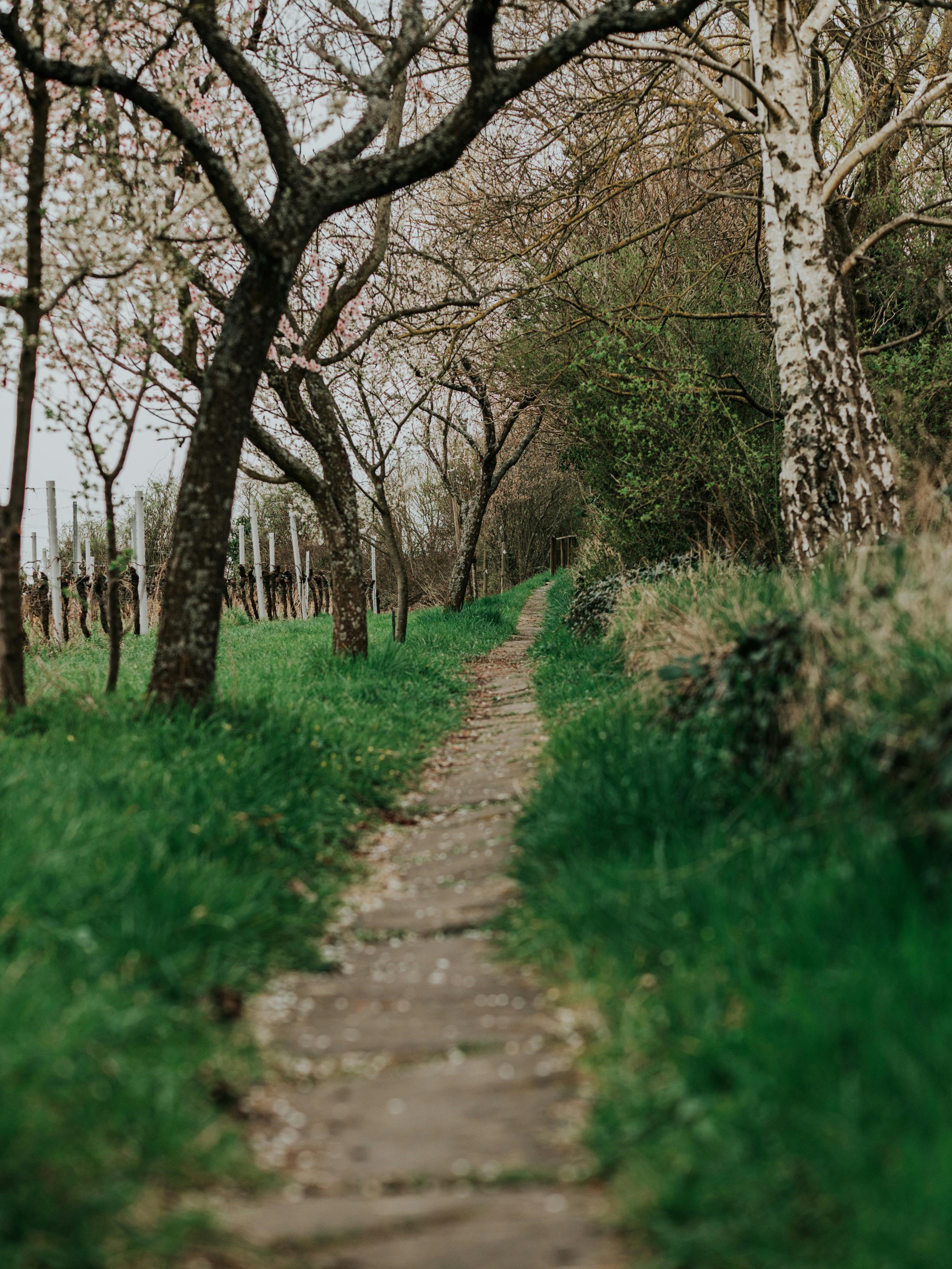 Serene Pathway through Spring Orchard Landscape · Free Stock Photo