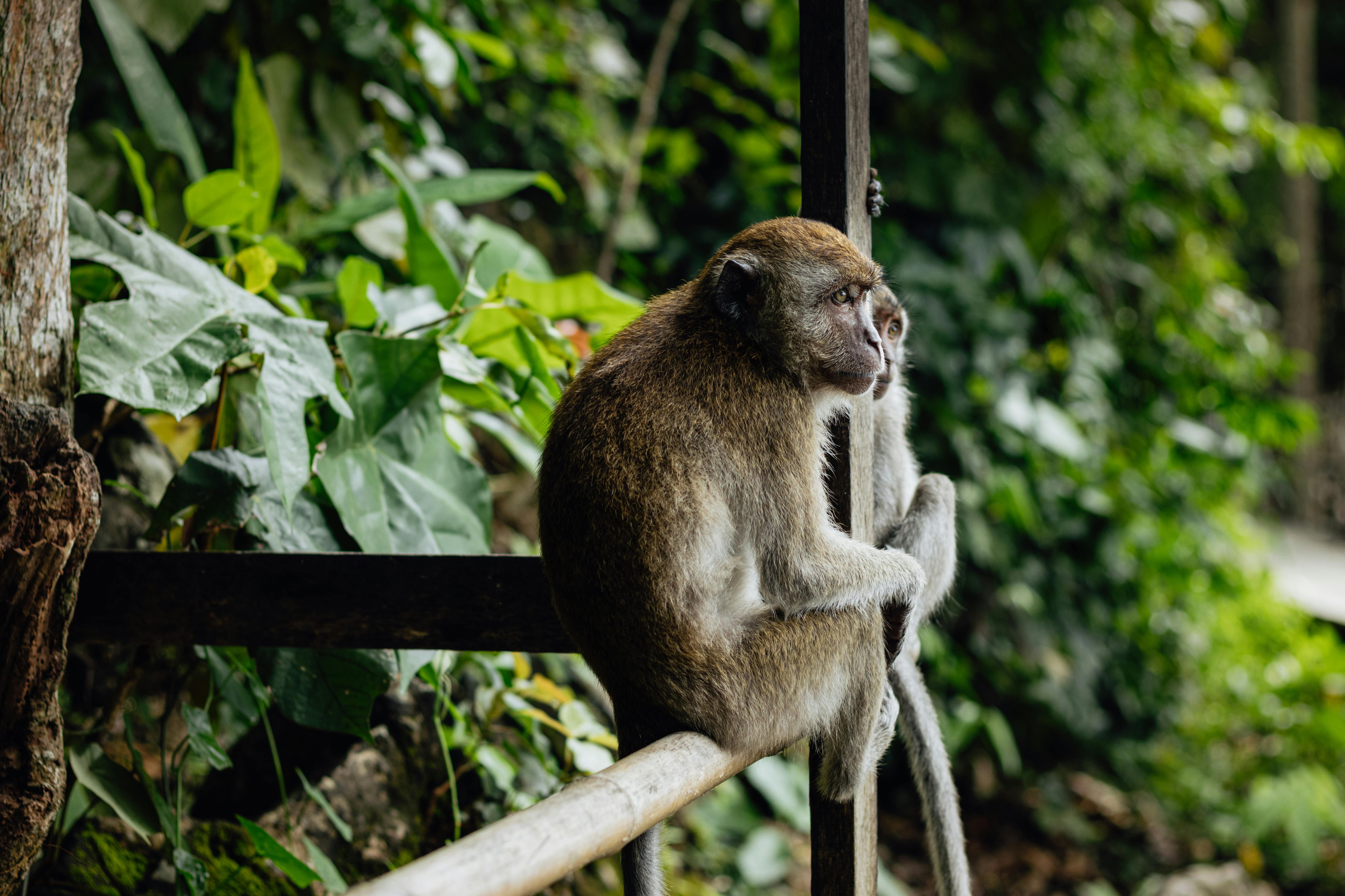 Thoughtful Monkey in Lush Thai Jungle · Free Stock Photo