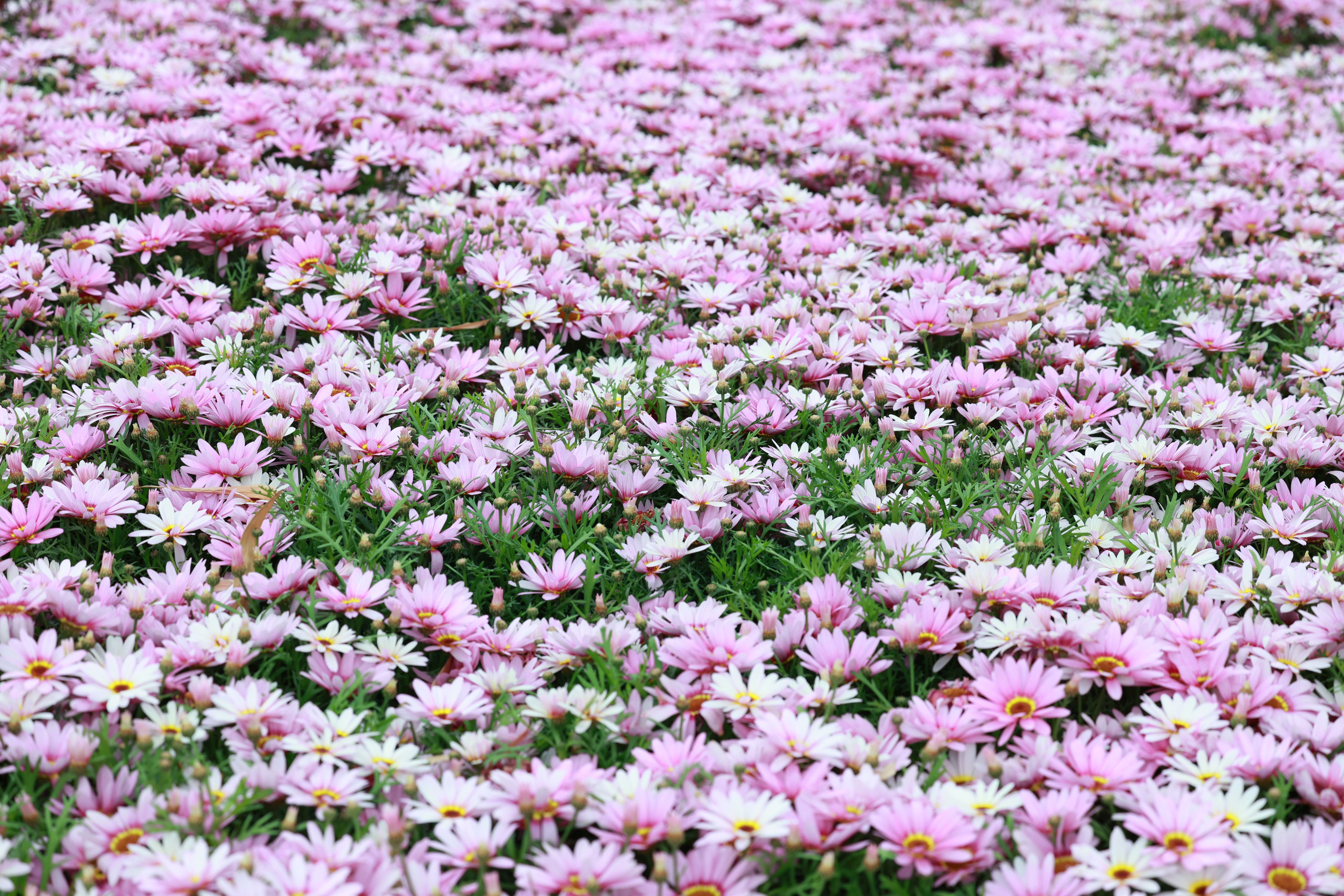Vast Field of Blooming Pink Daisies in Spring · Free Stock Photo
