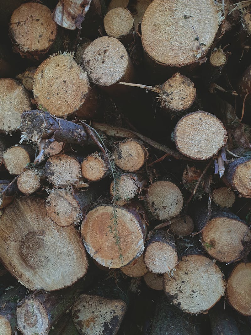 Logging Photos, Download The BEST Free Logging Stock Photos & HD Images