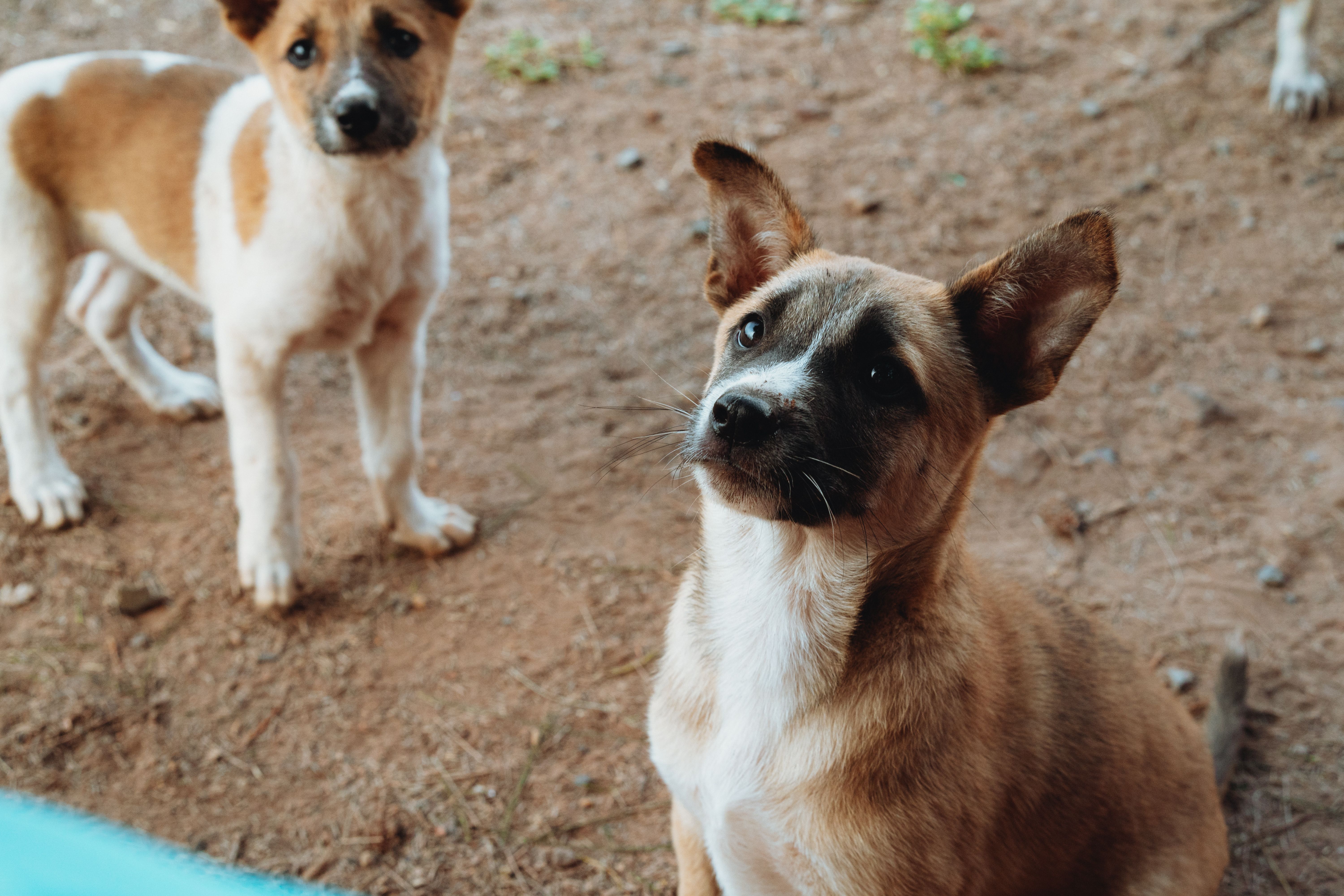 Two Adorable Dogs on a Sandy Ground in Vietnam · Free Stock Photo