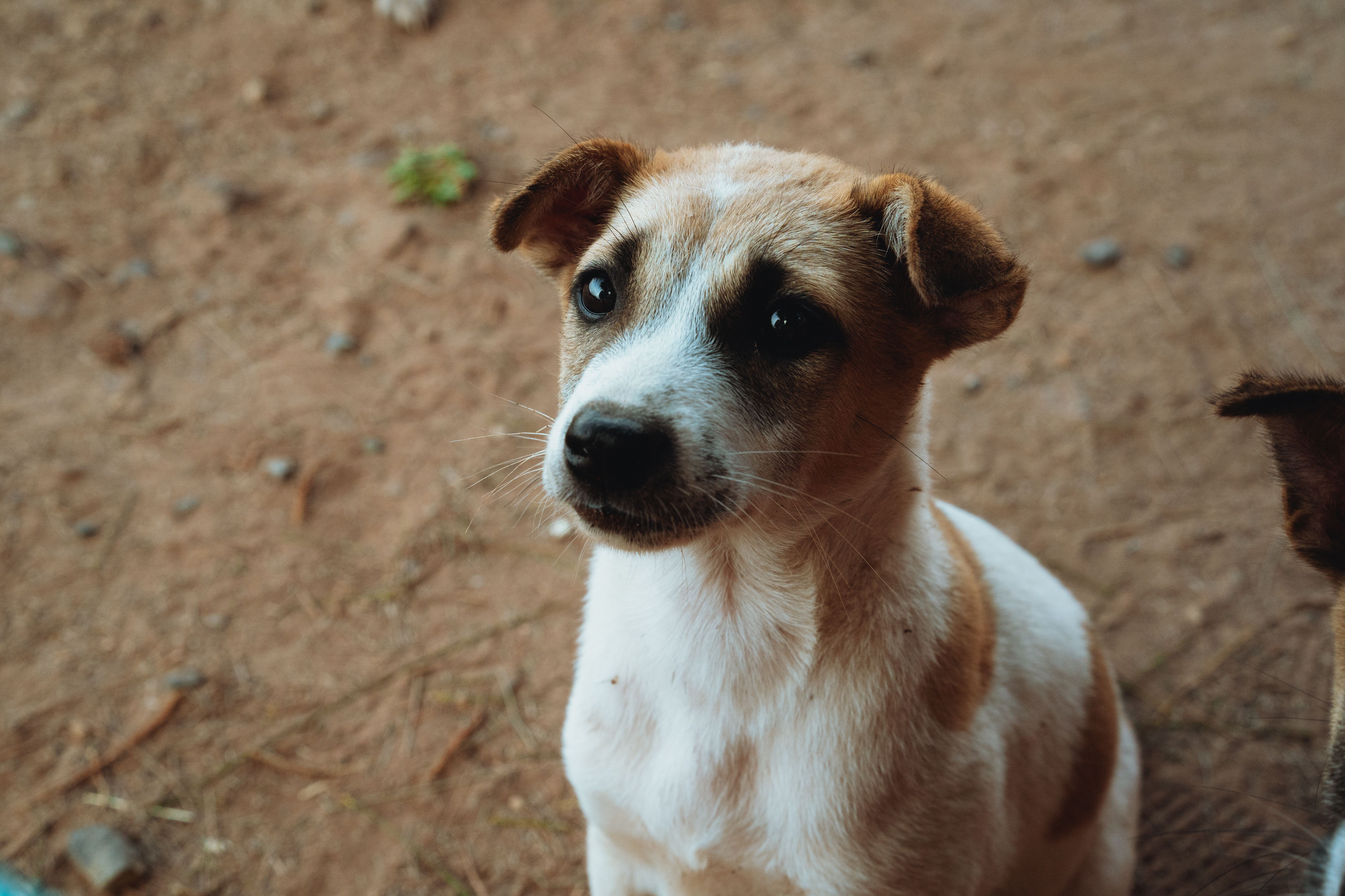 Adorable Dog on Sandy Terrain, Vietnam · Free Stock Photo