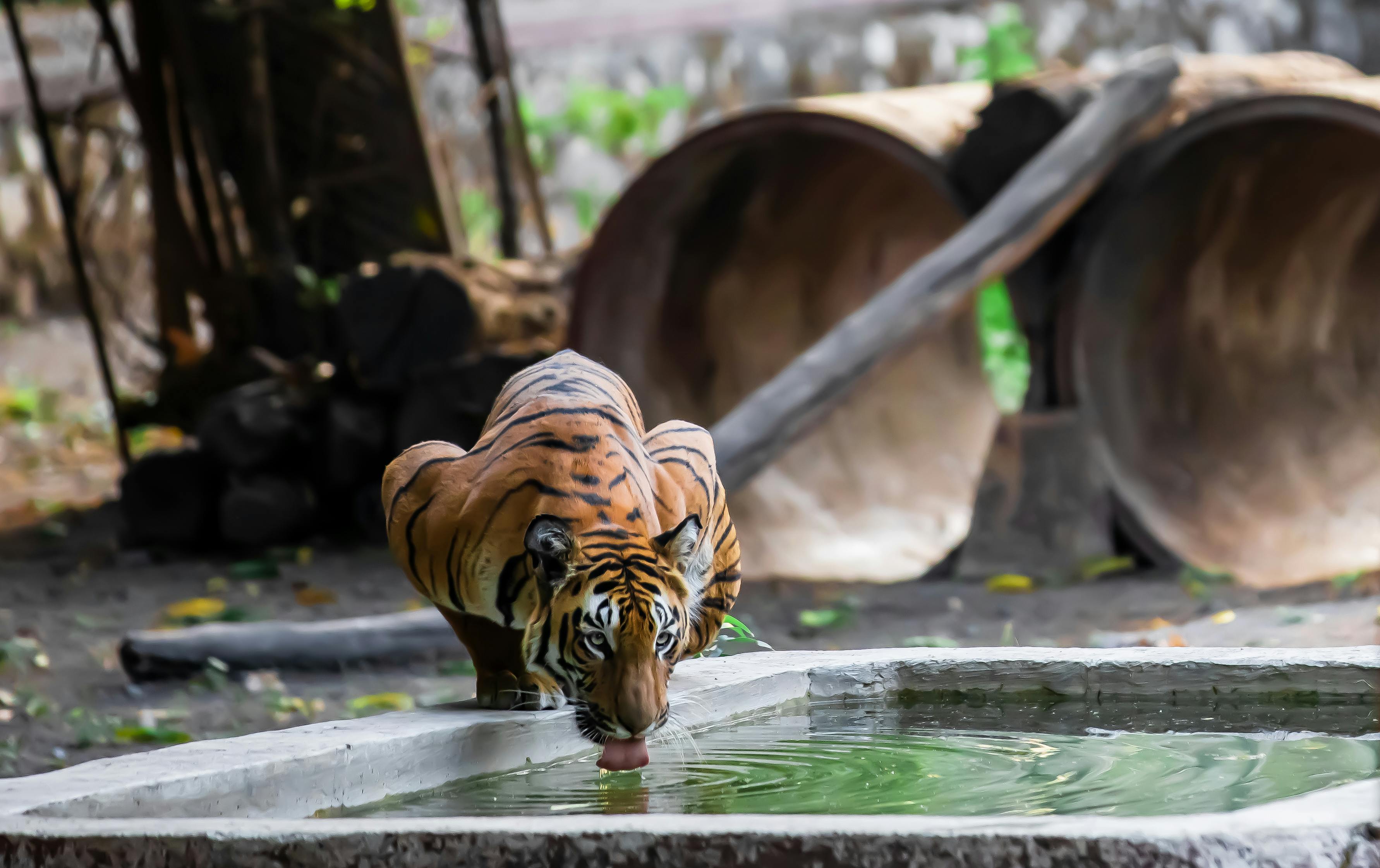 Tiger File Photos, Download The BEST Free Tiger File Stock Photos & HD ...