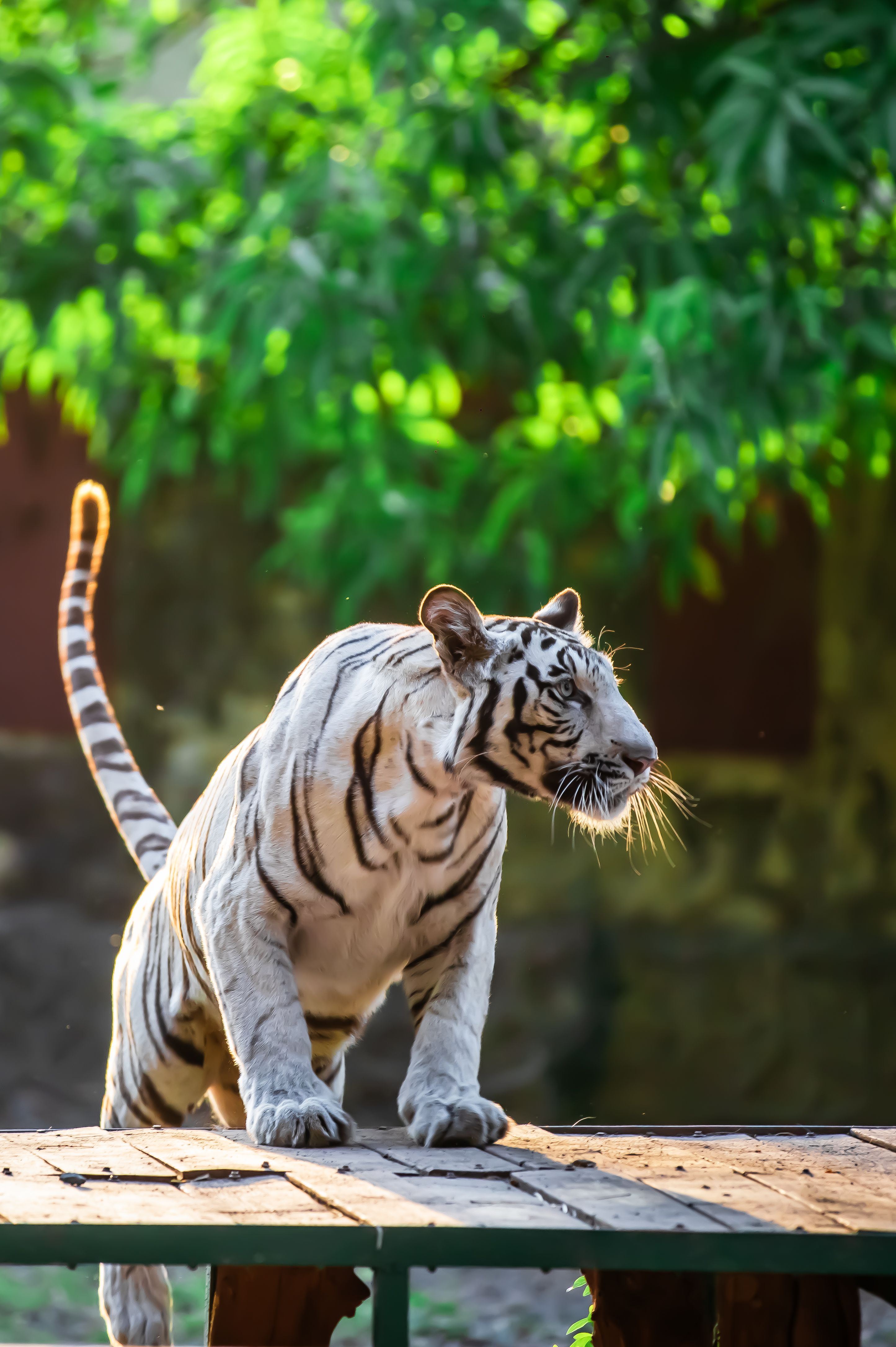 Free White tiger standing on a platform surrounded by lush green ...
