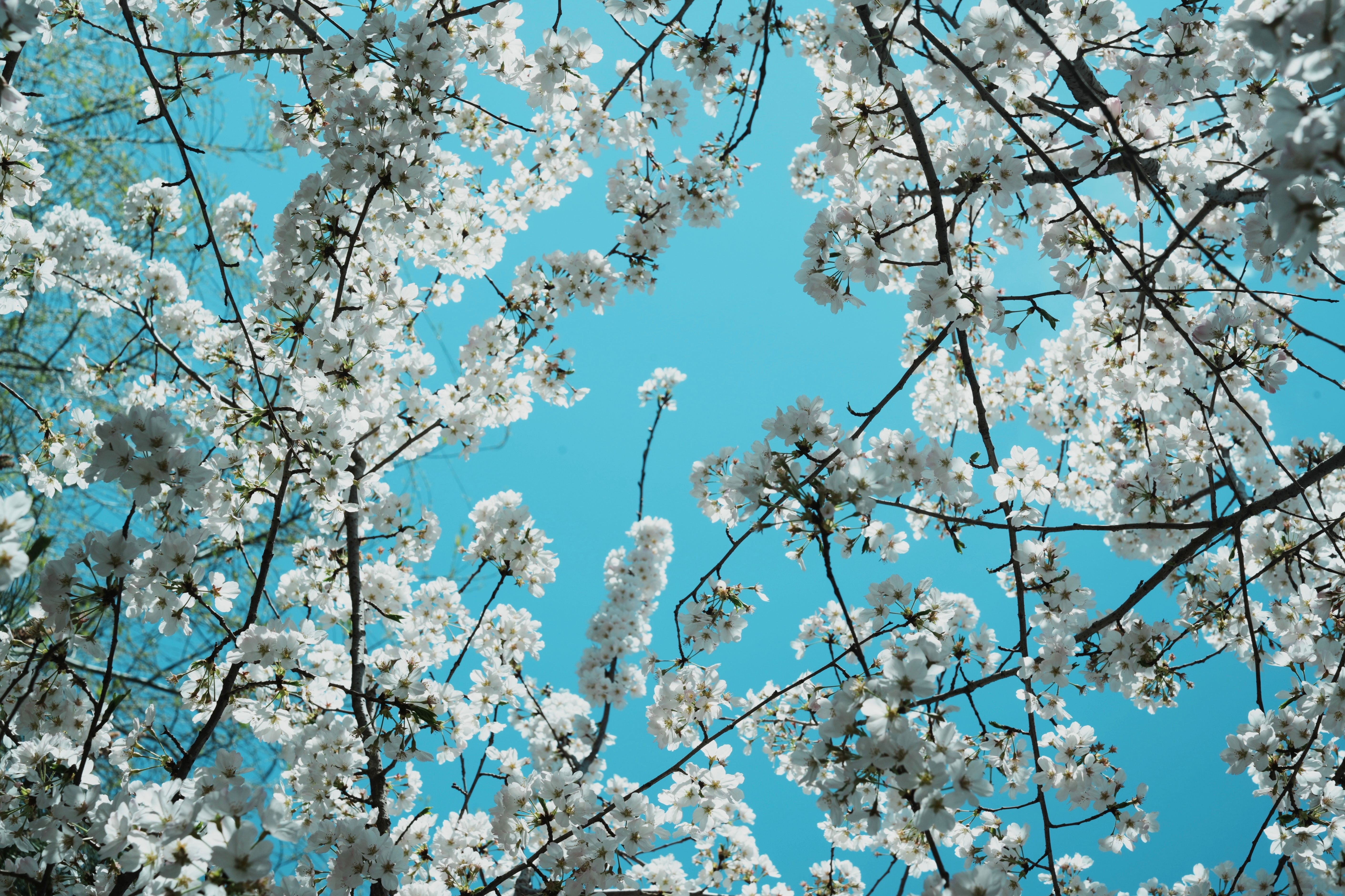 Lacy Foliage Photos, Download The BEST Free Lacy Foliage Stock Photos ...