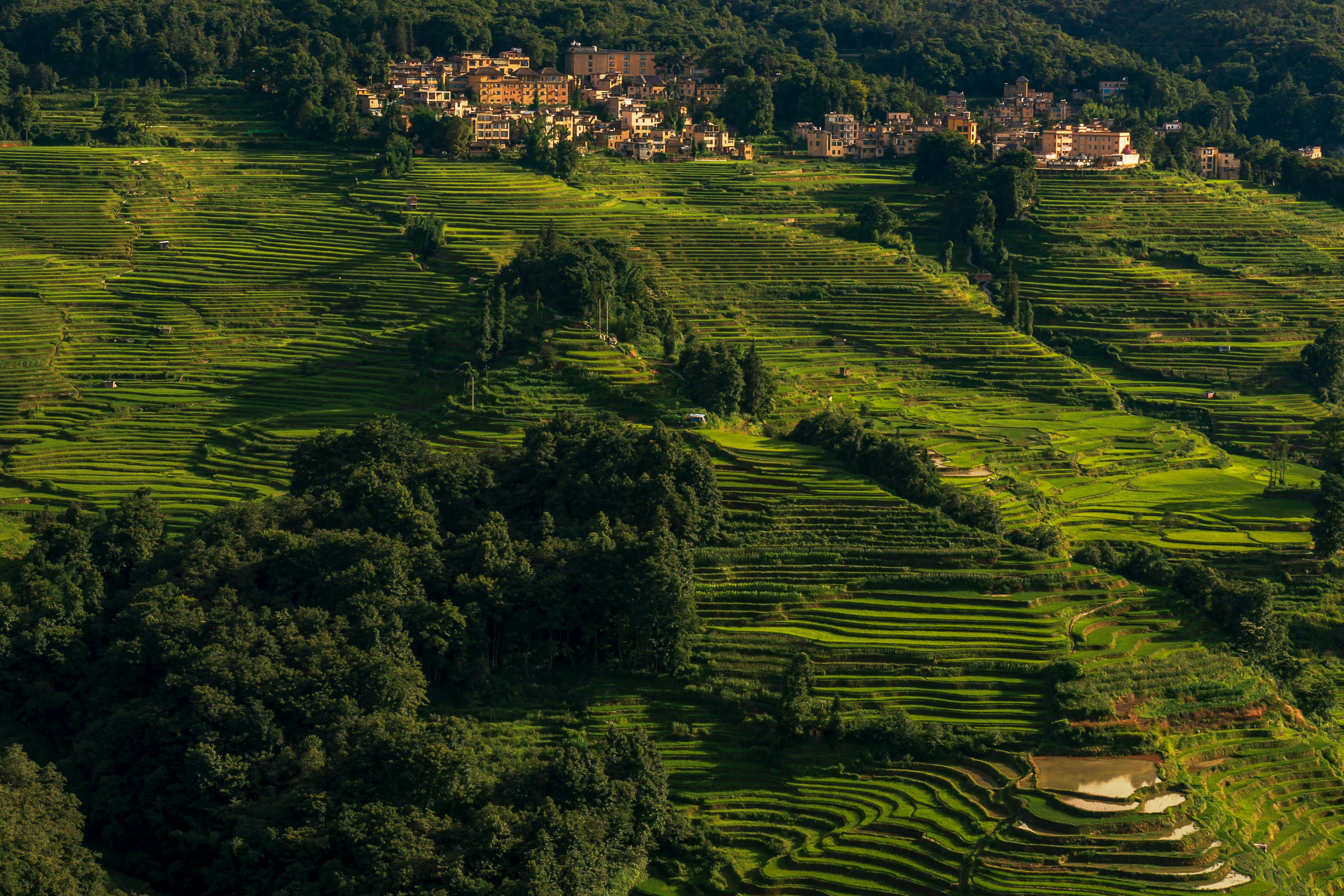 Aerial View of Cascading Rice Terraces at Sunset · Free Stock Photo