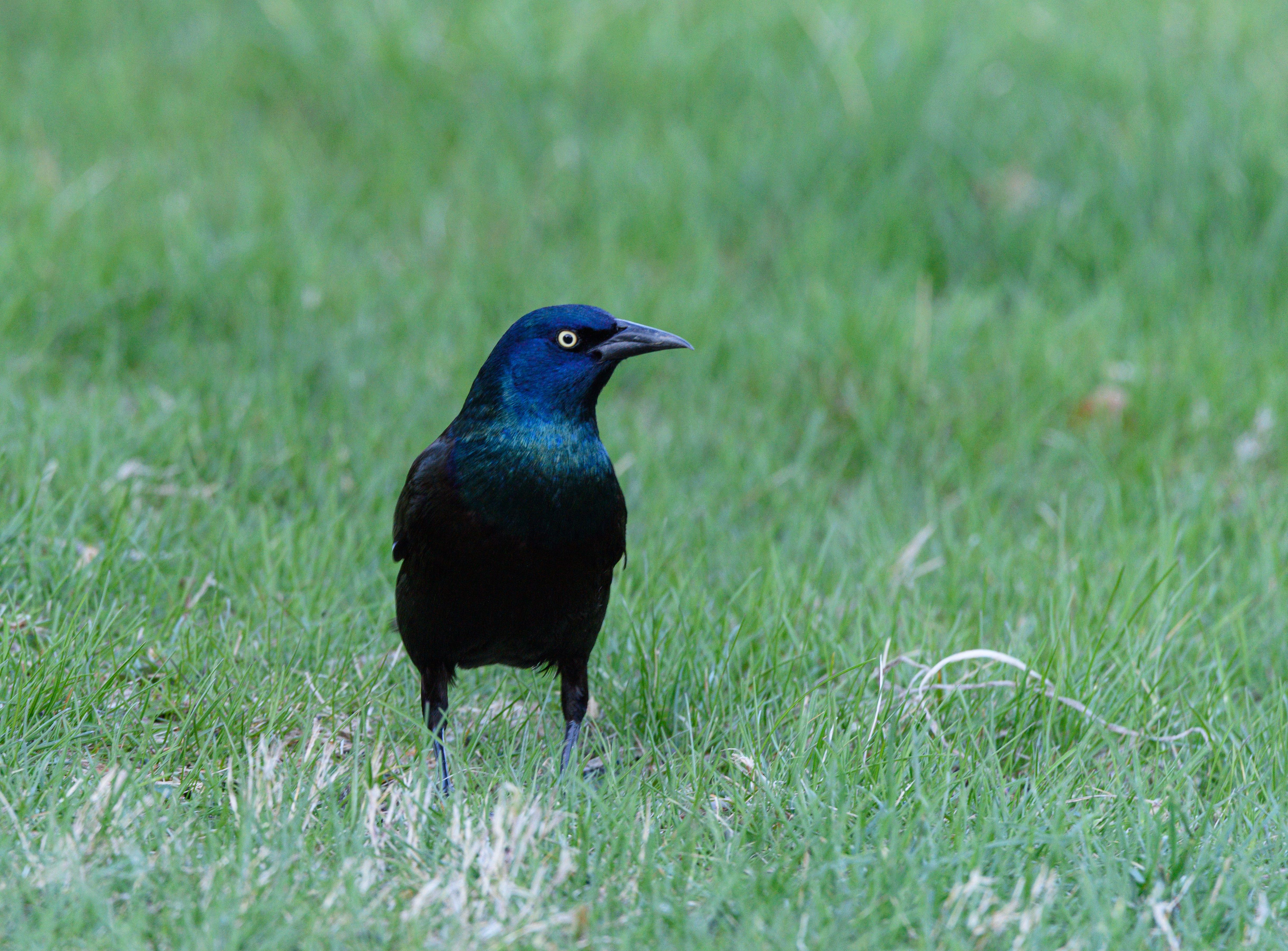Common Grackle on Green Grass in Daylight · Free Stock Photo