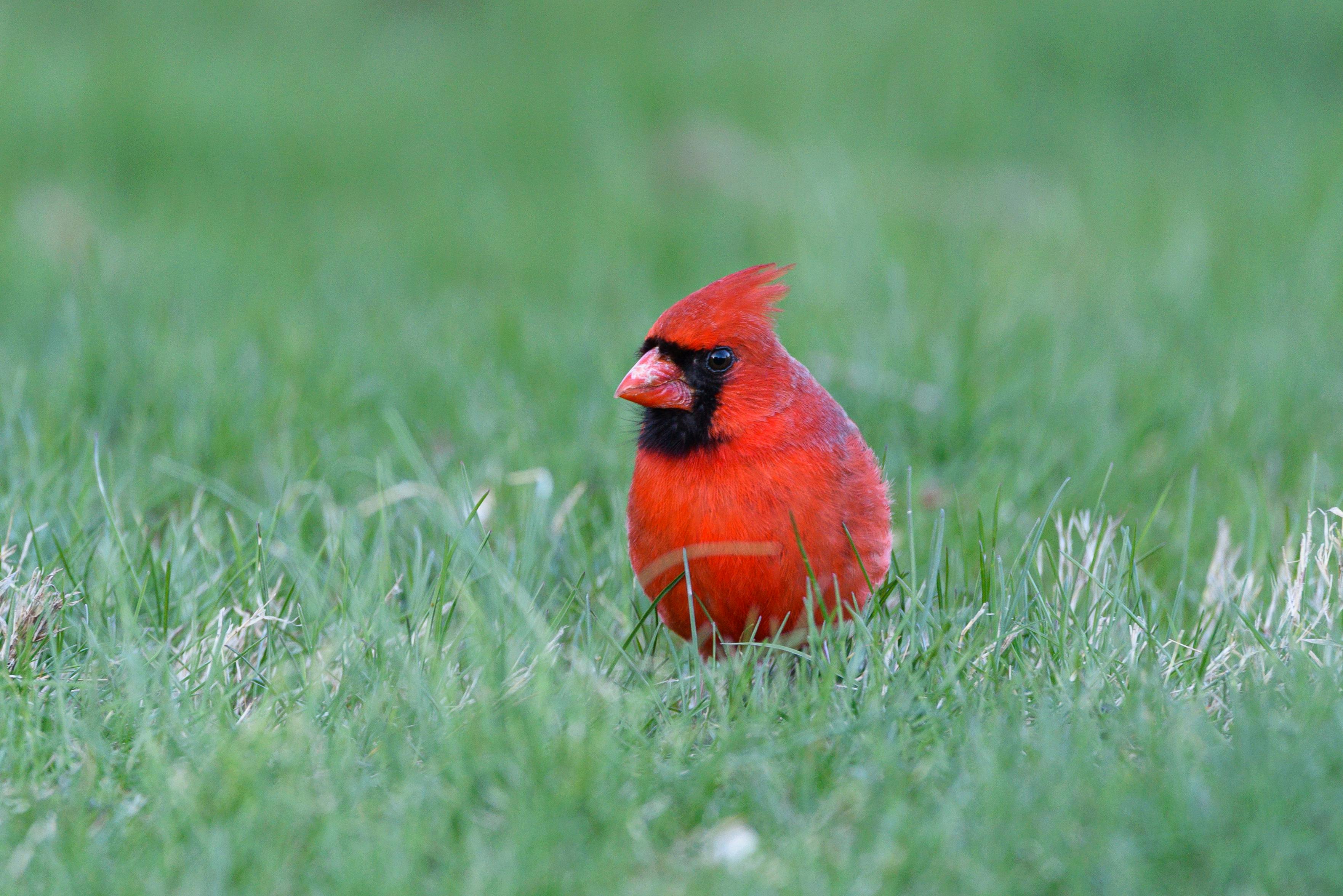 Vibrant Northern Cardinal Perched on Grass · Free Stock Photo