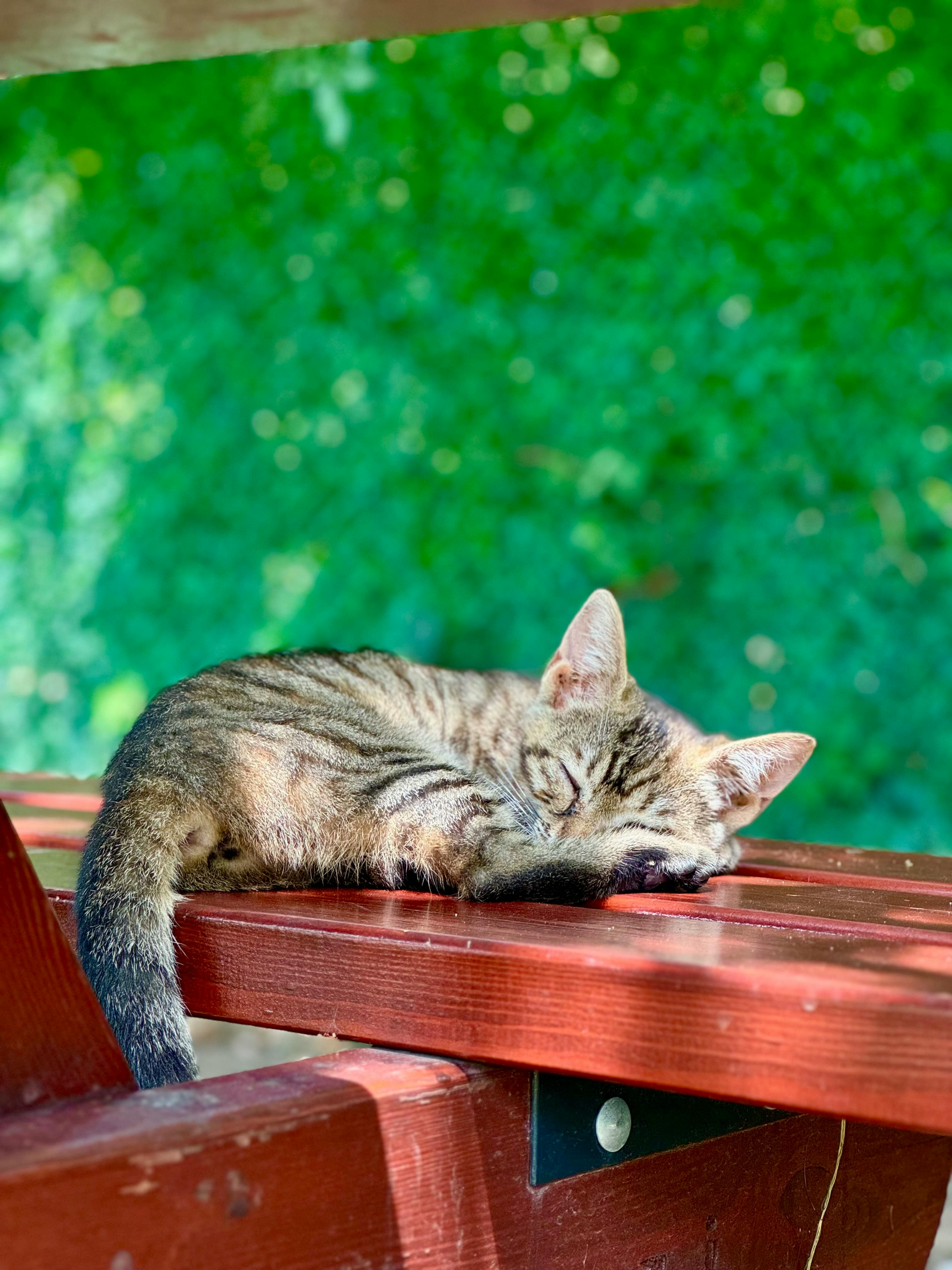 Adorable Tabby Kitten Napping on a Wooden Bench · Free Stock Photo