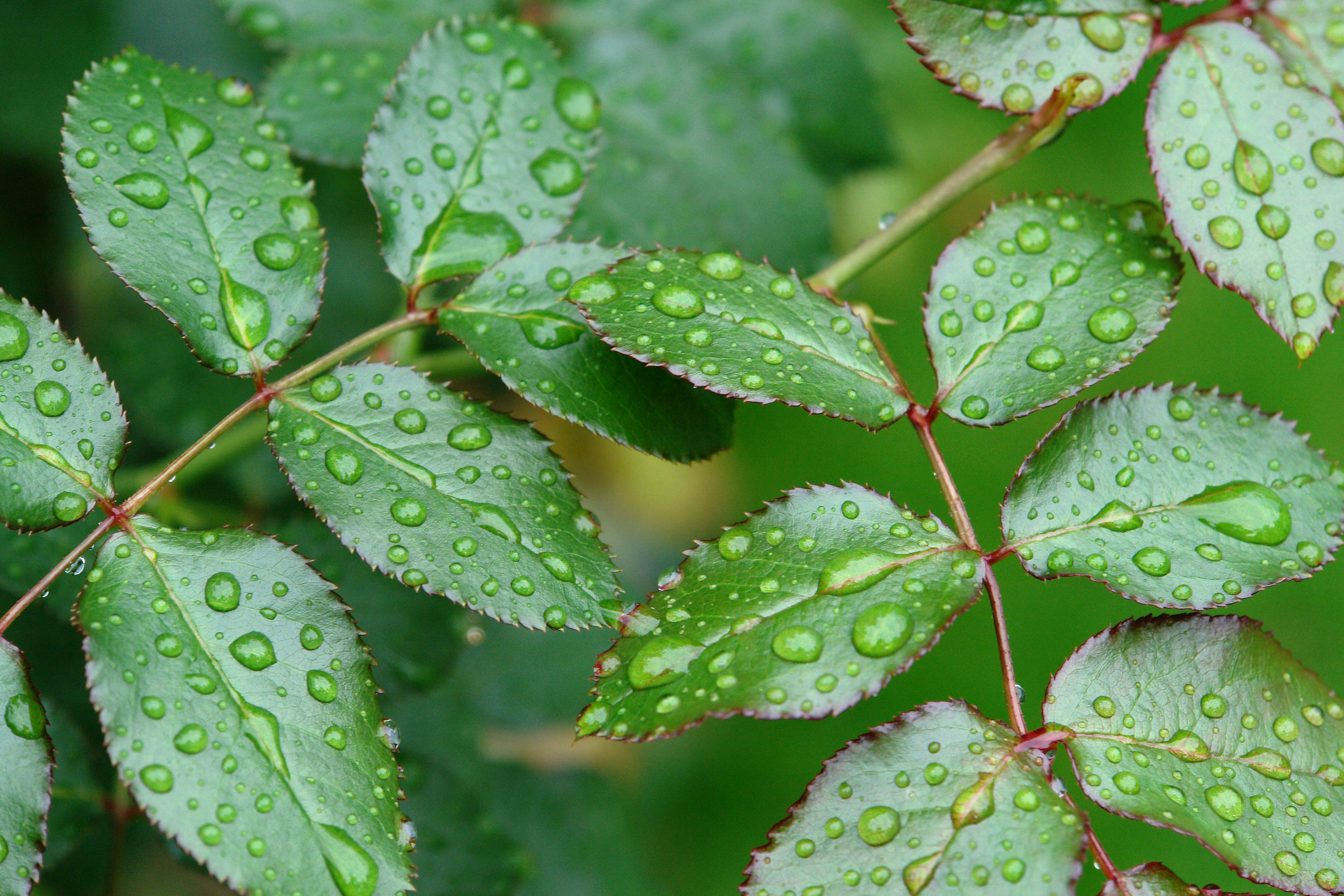 Fresh Wallpaper Photos, Download The BEST Free Fresh Wallpaper Stock ...