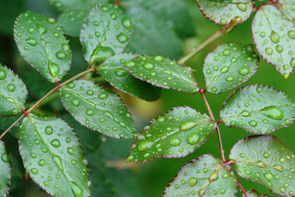 Raindrop Photos, Download The BEST Free Raindrop Stock Photos & HD Images