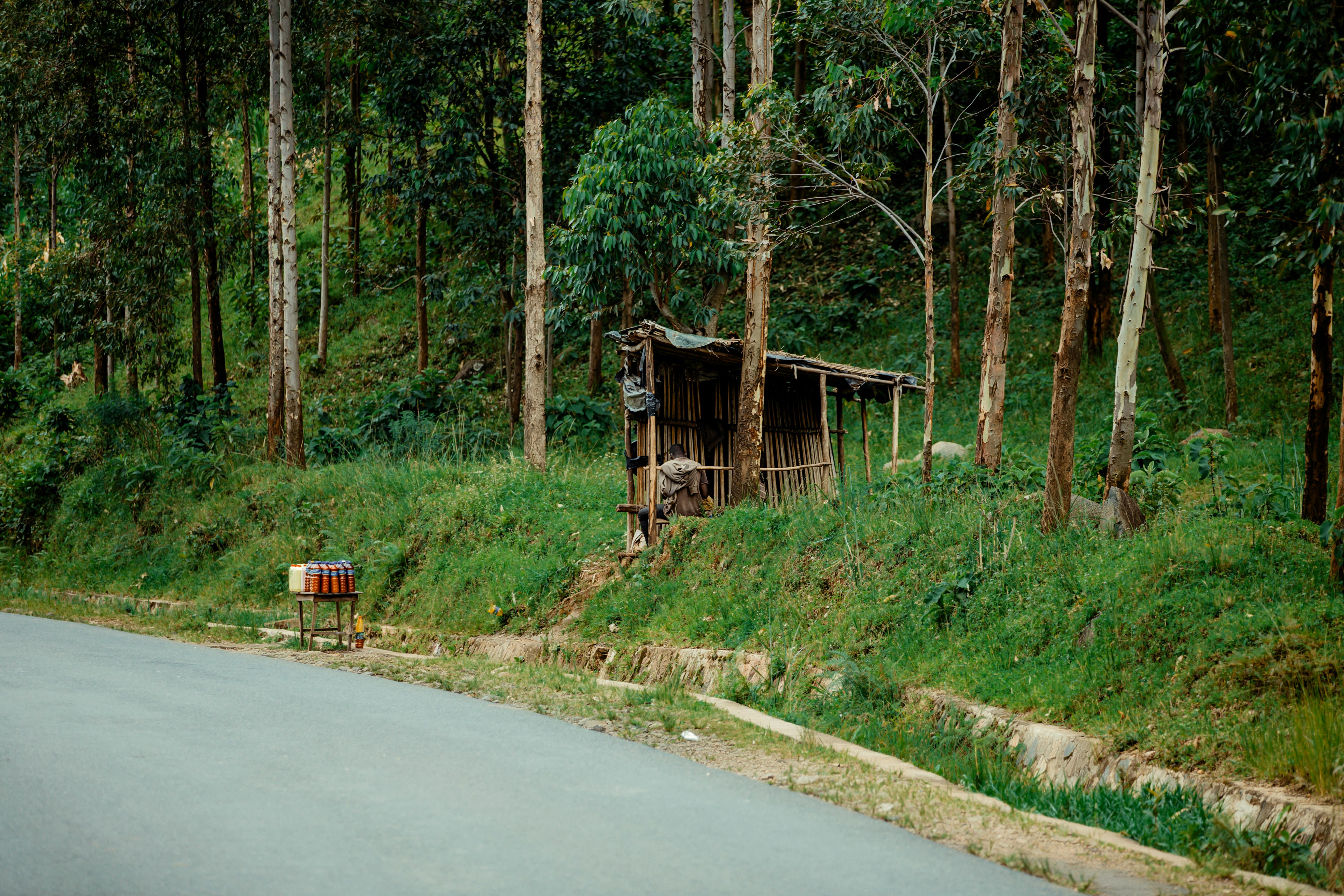 Minimal Greenery Photos, Download The BEST Free Minimal Greenery Stock ...