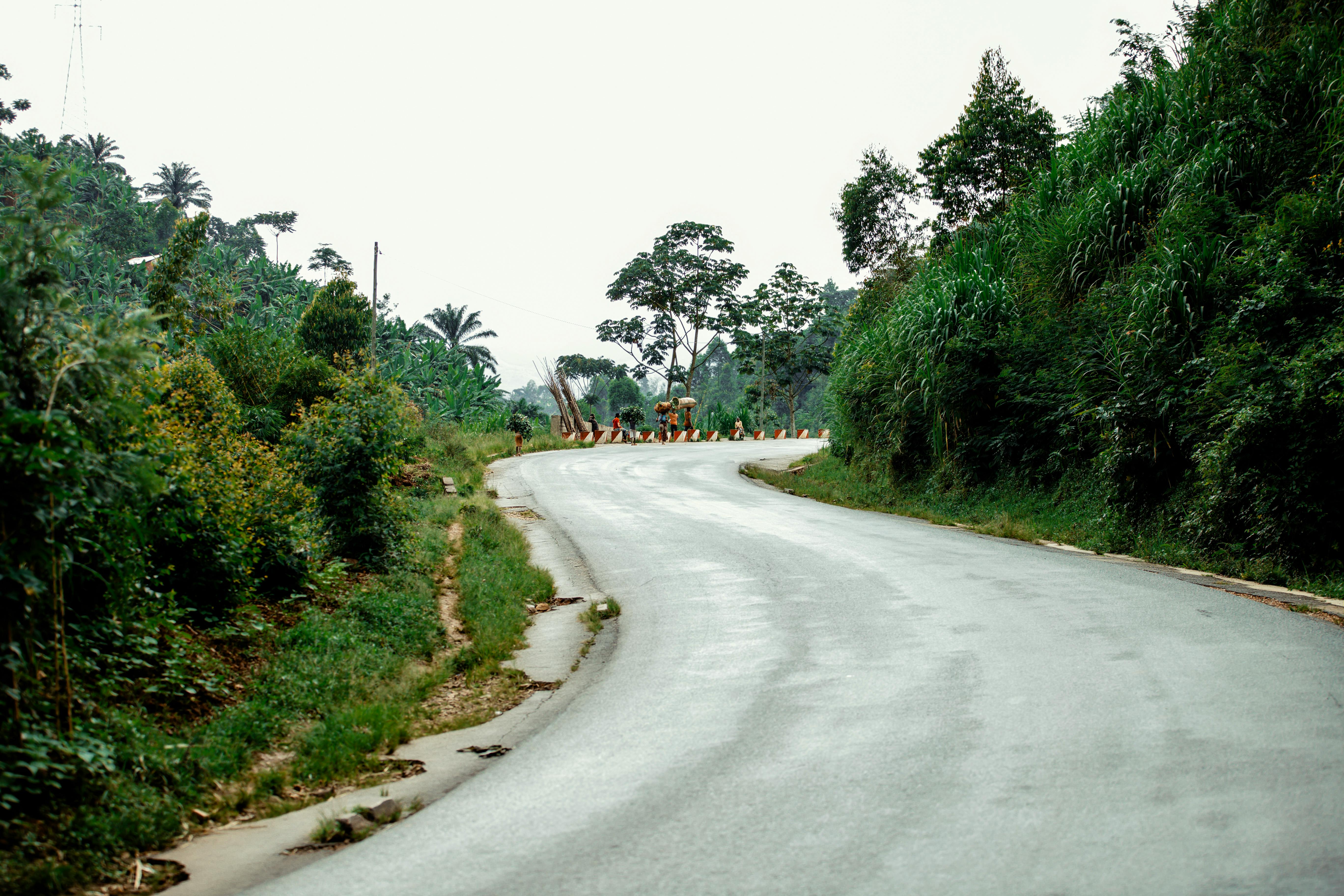 Scenic Rural Road Winding Through Lush Greenery · Free Stock Photo