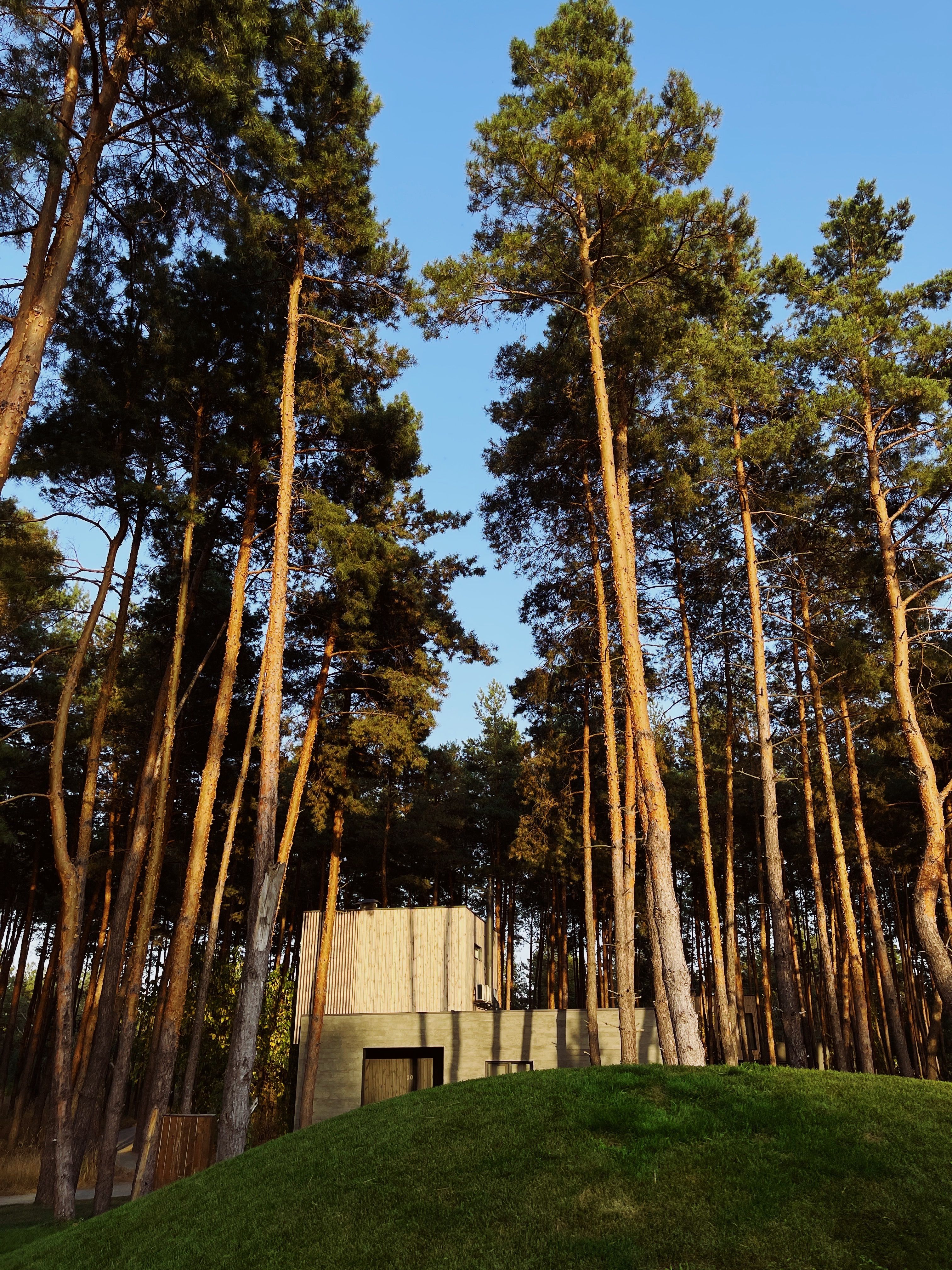Modern House in Serene Pine Forest Landscape · Free Stock Photo