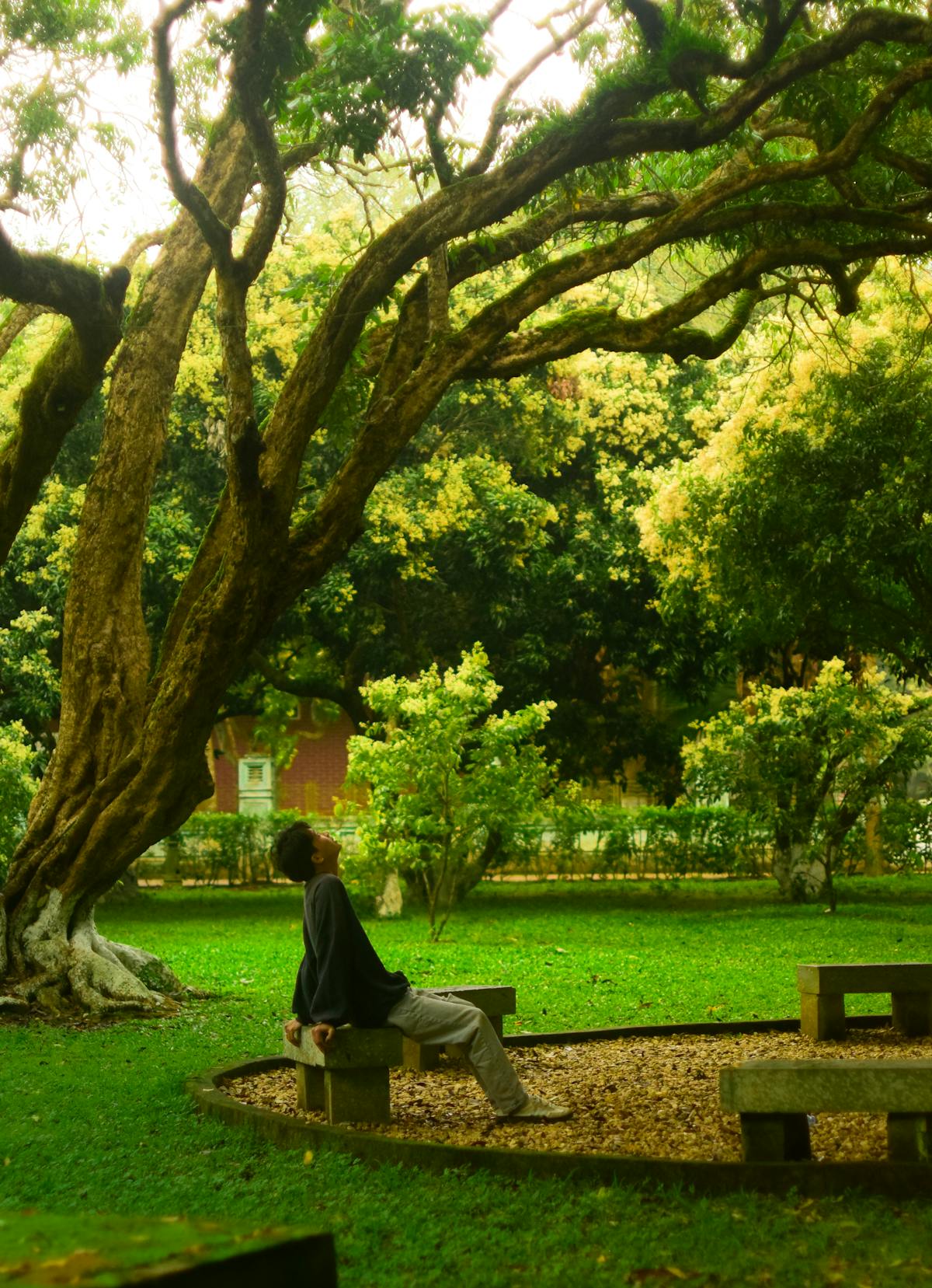 Tree Park Photos, Download The BEST Free Tree Park Stock Photos & HD Images