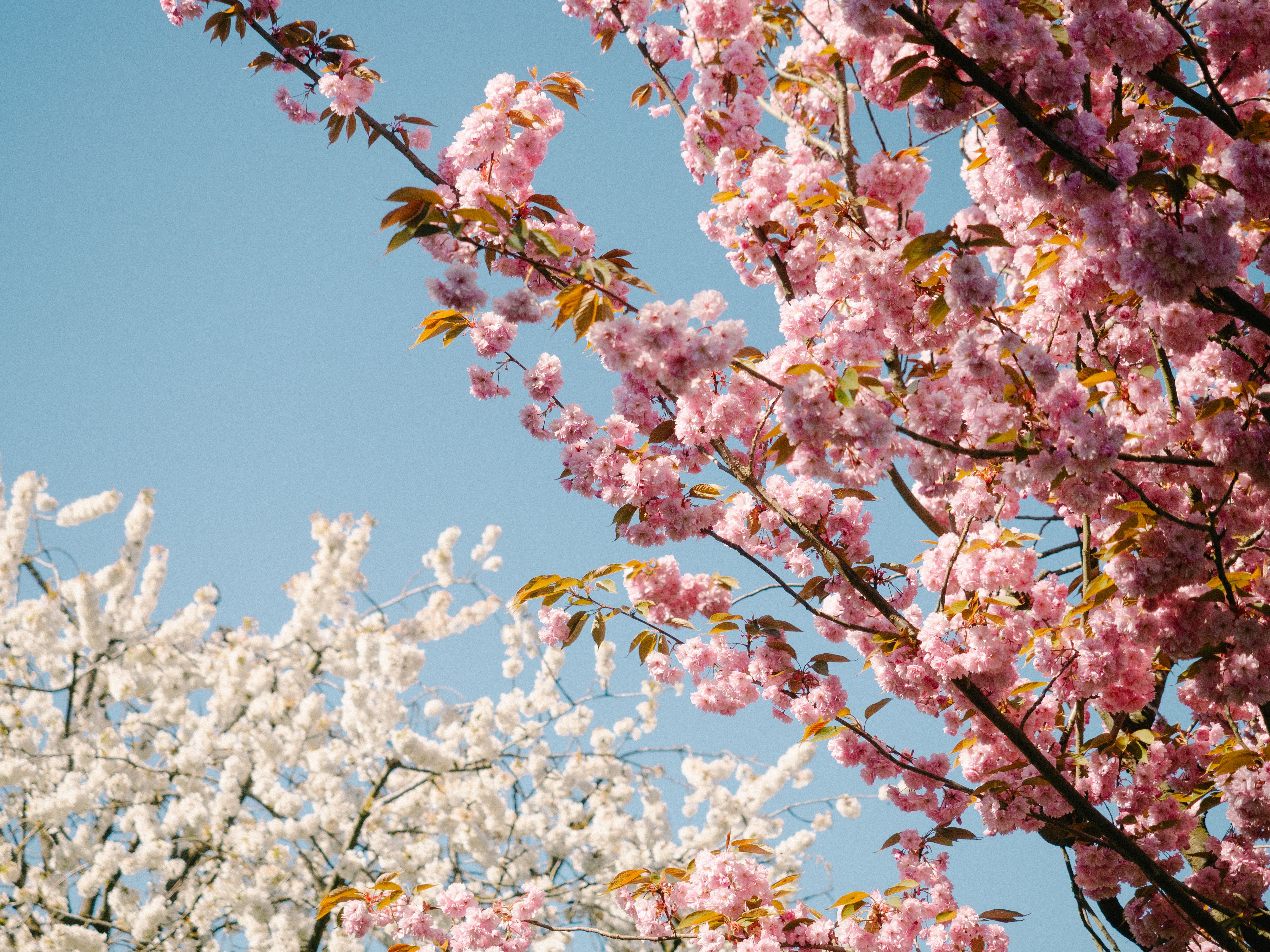 Vibrant Cherry Blossoms in Full Spring Bloom · Free Stock Photo