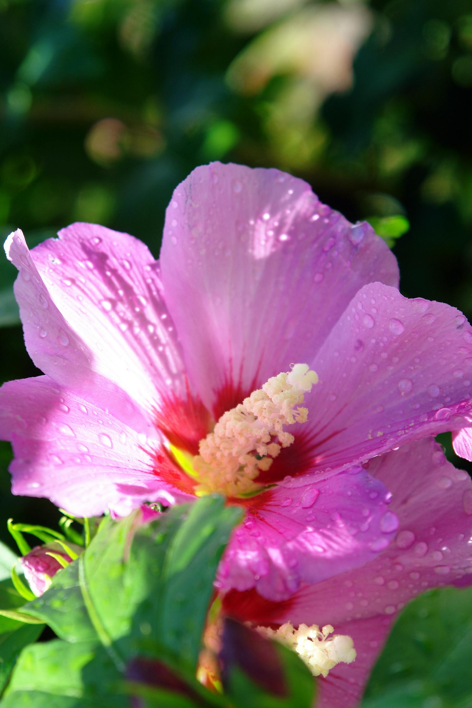 Flower Without Background Photos, Download The BEST Free Flower Without ...