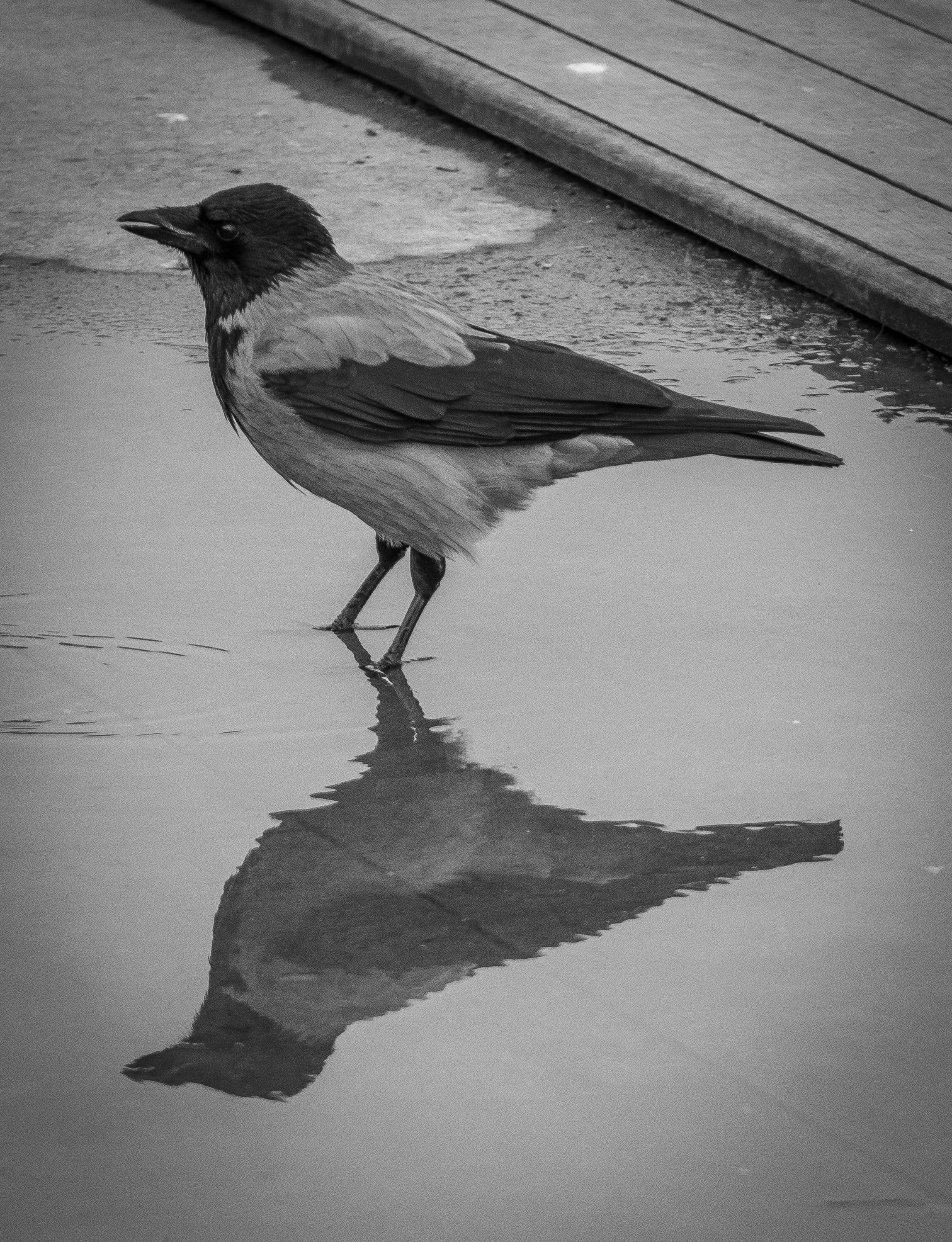 Hooded Crow Reflection in Puddle · Free Stock Photo