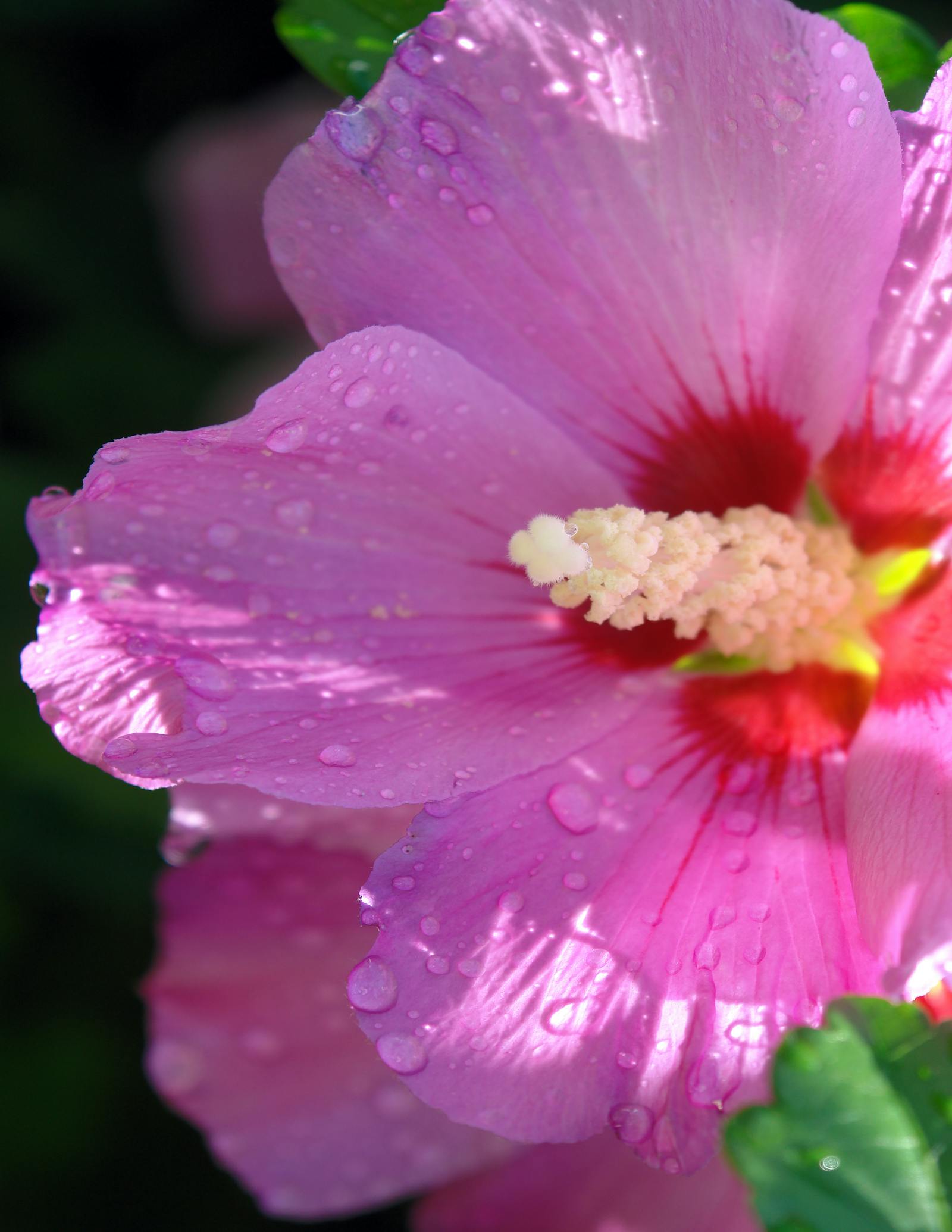 Beautiful Flower Photos, Download The BEST Free Beautiful Flower Stock ...