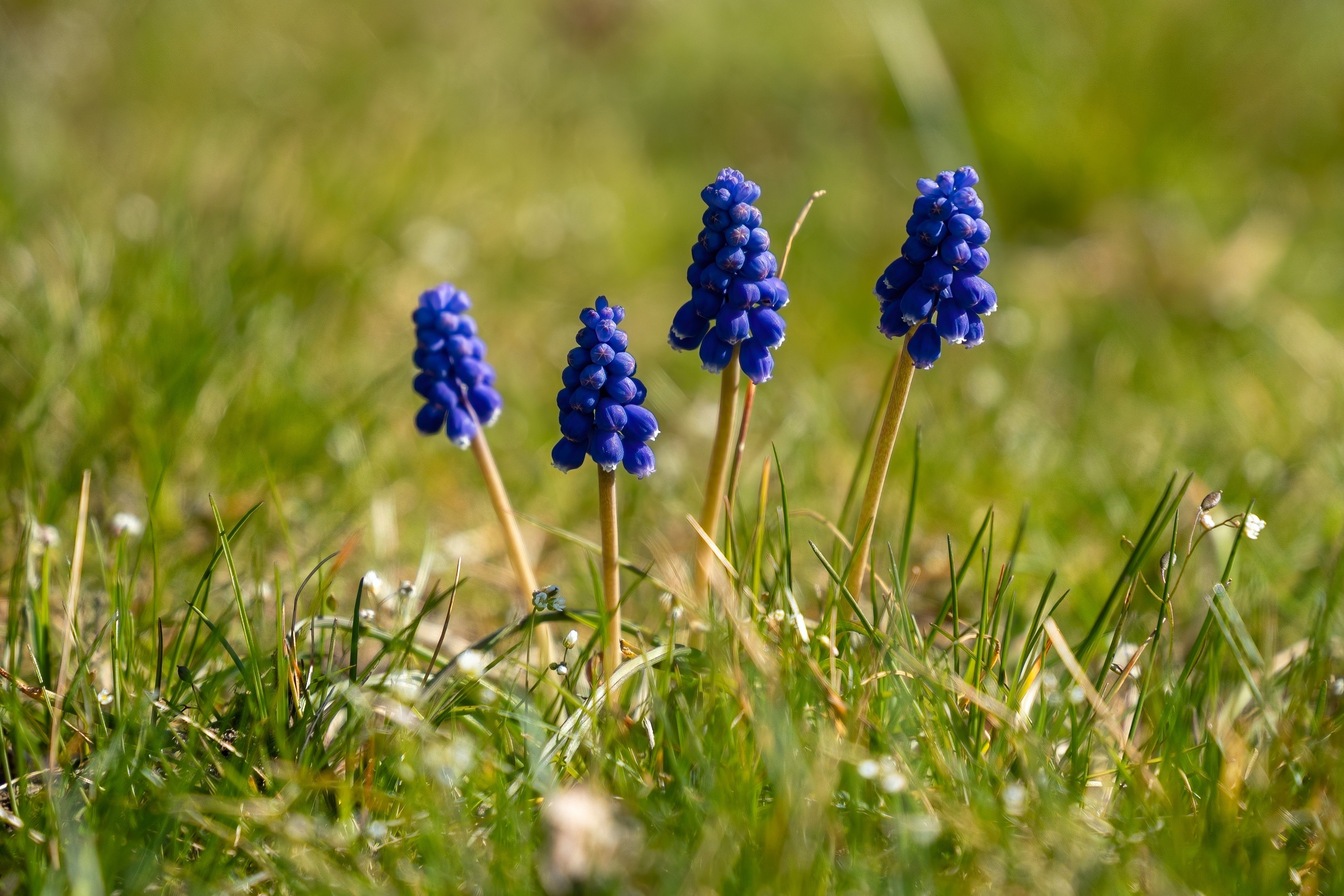 Vibrant Grape Hyacinths Blooming in Spring Meadow · Free Stock Photo