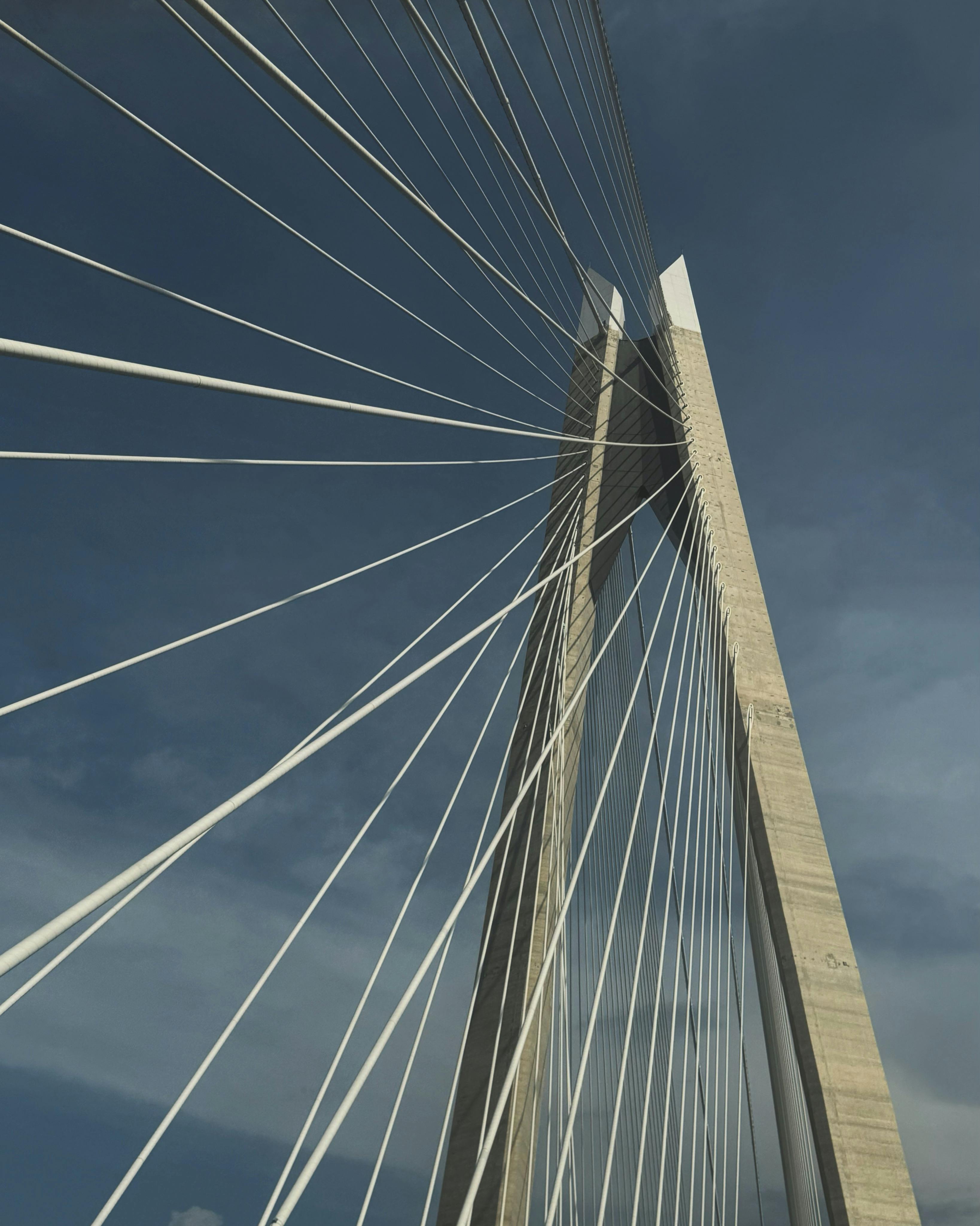 Tiger Lines Photos, Download The BEST Free Tiger Lines Stock Photos ...