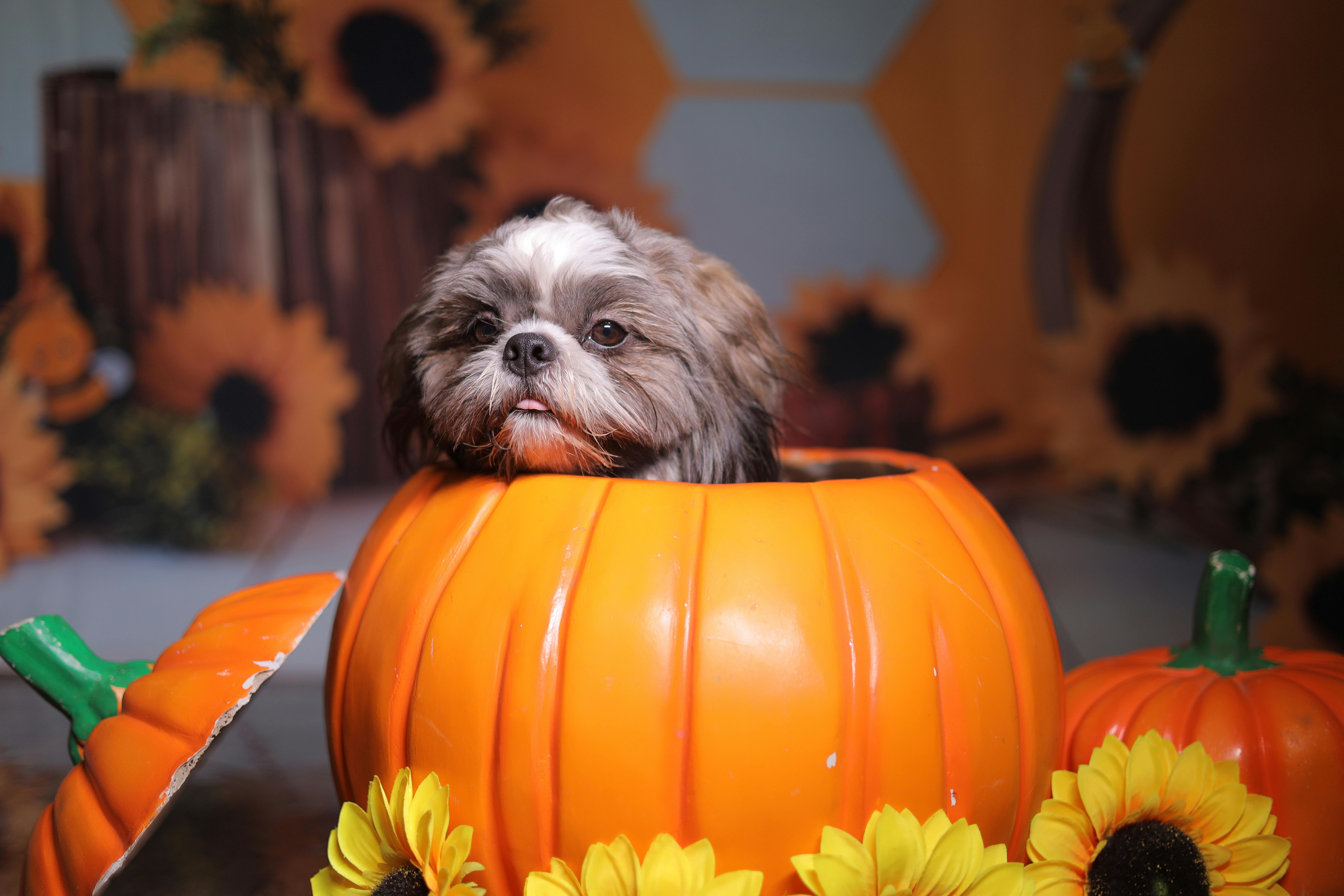 Adorable Shih Tzu Dog in Pumpkin with Sunflowers · Free Stock Photo