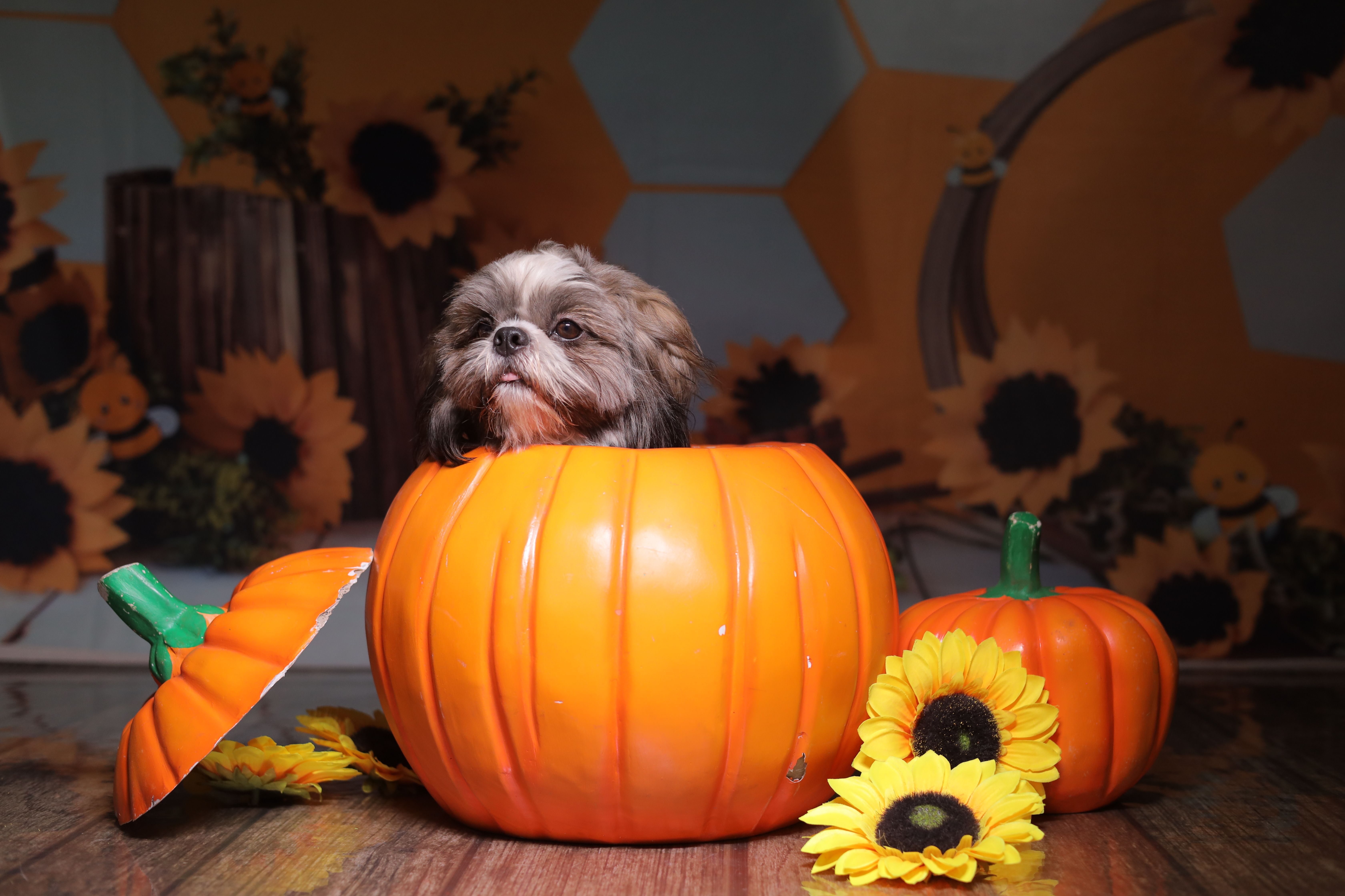Pet Pumpkin Photos, Download The BEST Free Pet Pumpkin Stock Photos ...