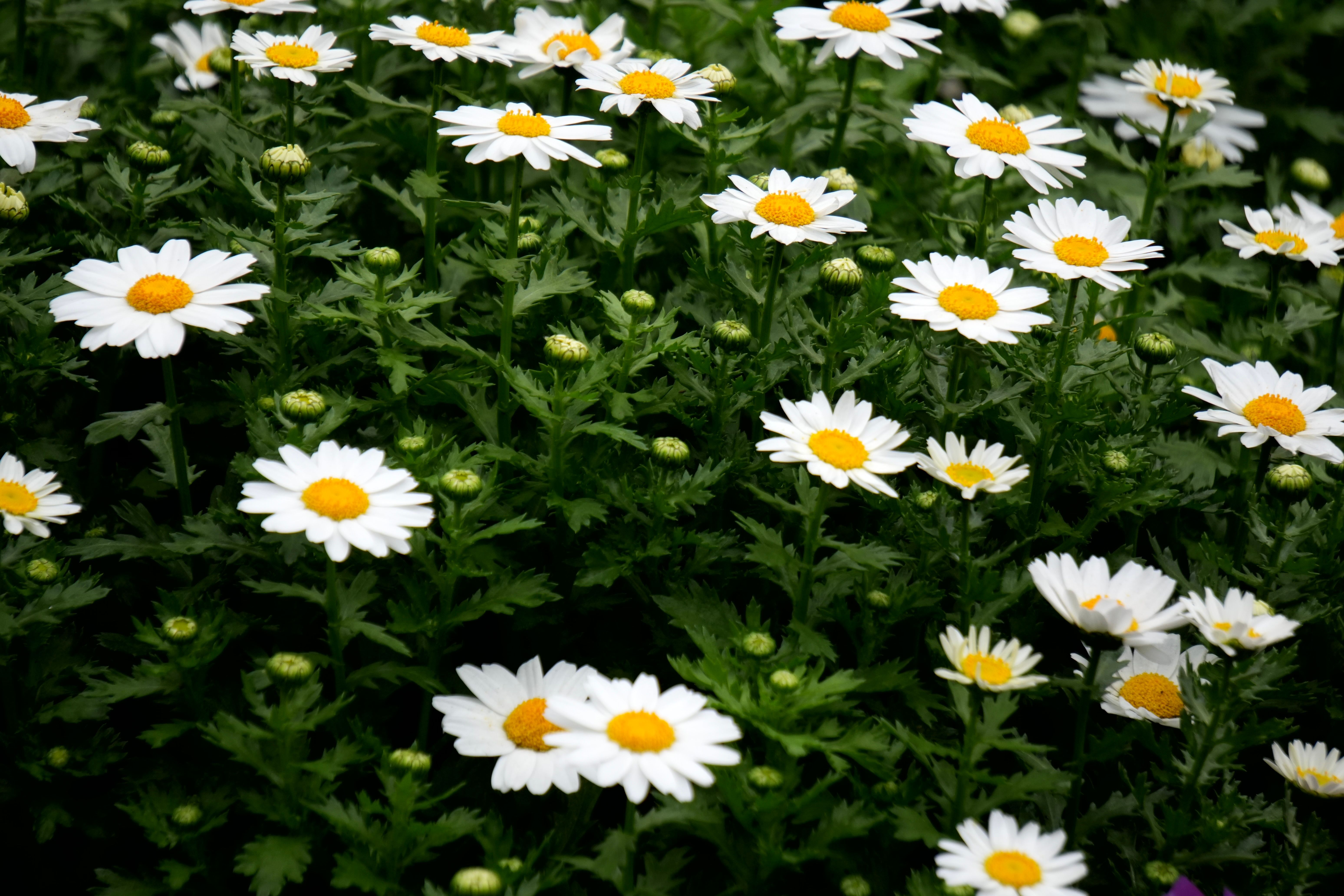 Daisies in Full Bloom: A Tokyo Garden Display · Free Stock Photo